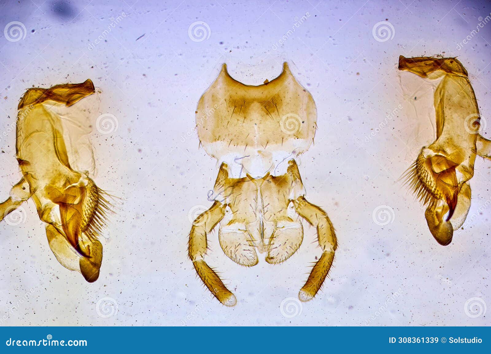 Insect under a microscope stock image. Image of biological - 308361339