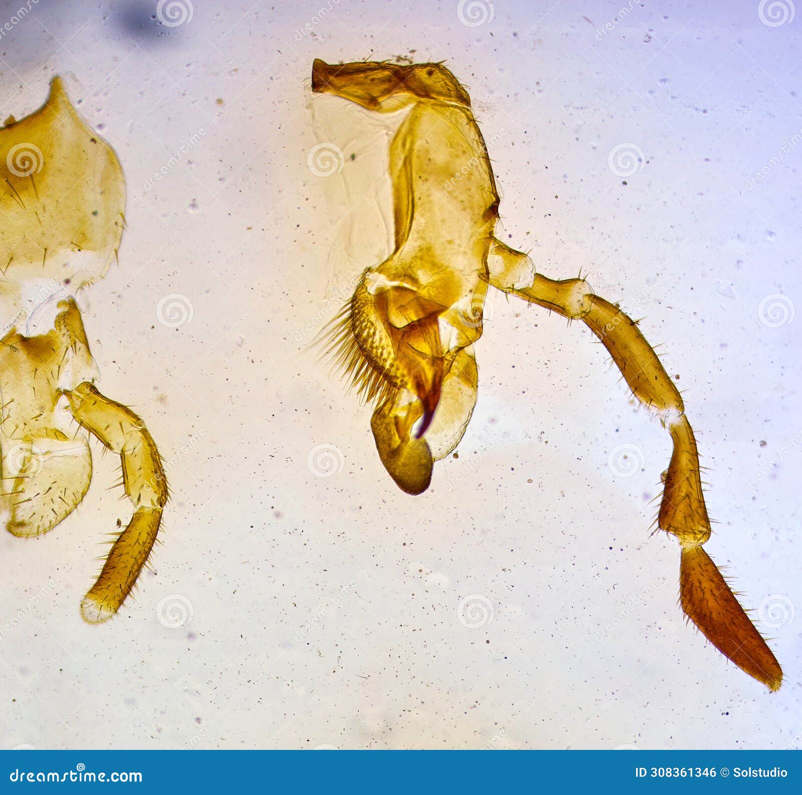 Insect under a microscope stock photo. Image of microscopy - 308361346