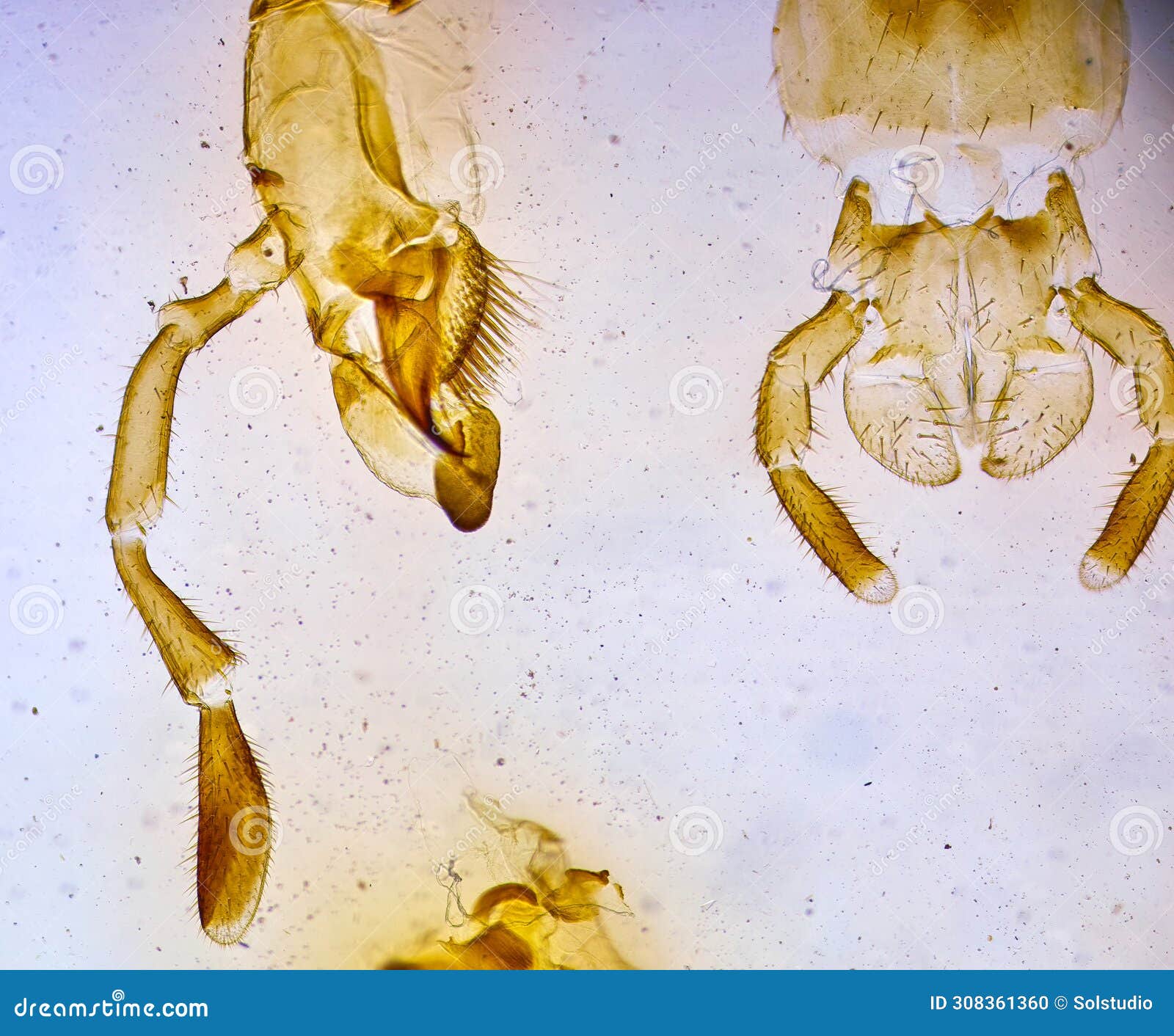 Insect under a microscope stock photo. Image of laboratory - 308361360