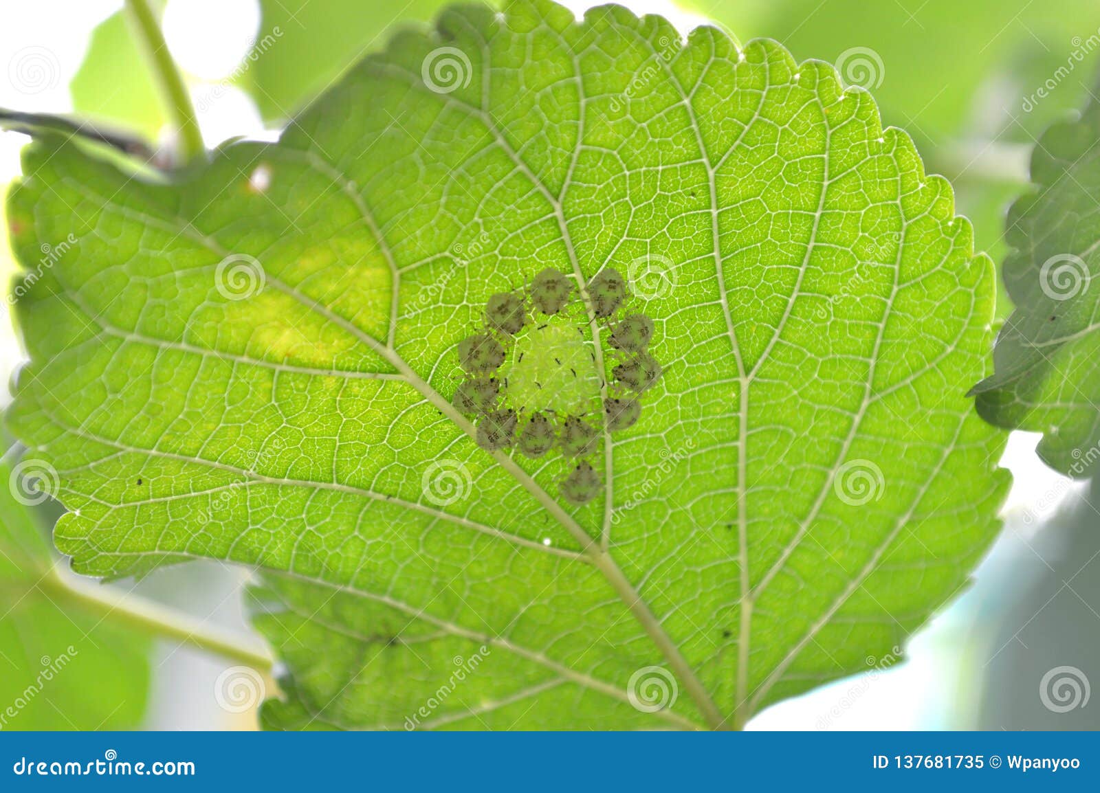 Insect under mulberry leaf stock image. Image of flowering - 137681735