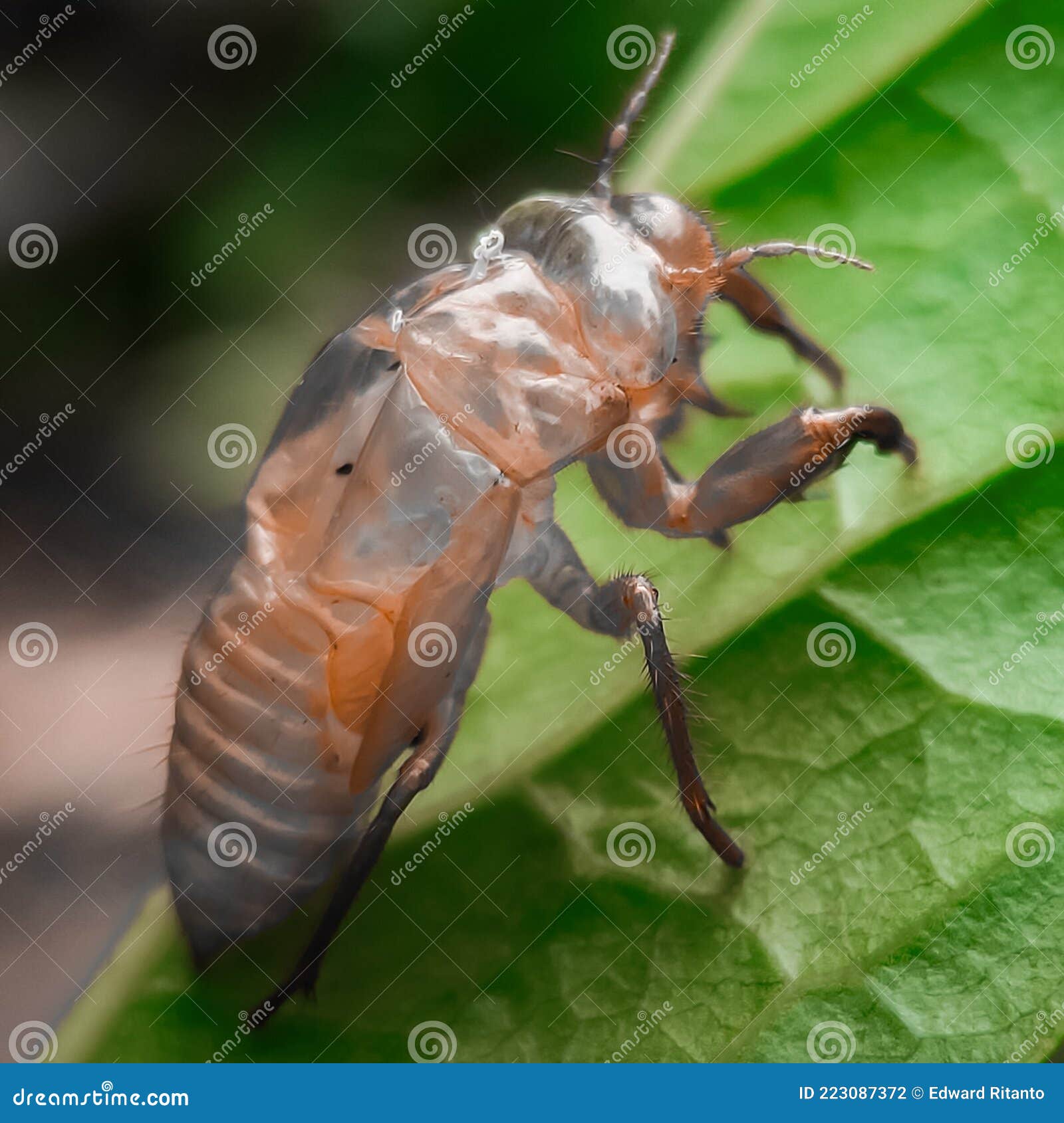 Insect stock photo. Image of skin, invertebrate, pest - 223087372