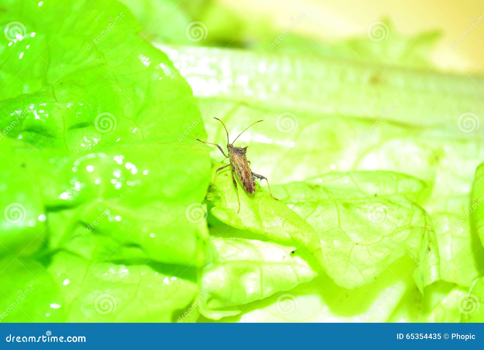 Insect on Vegetable stock image. Image of tiny, fruits - 65354435