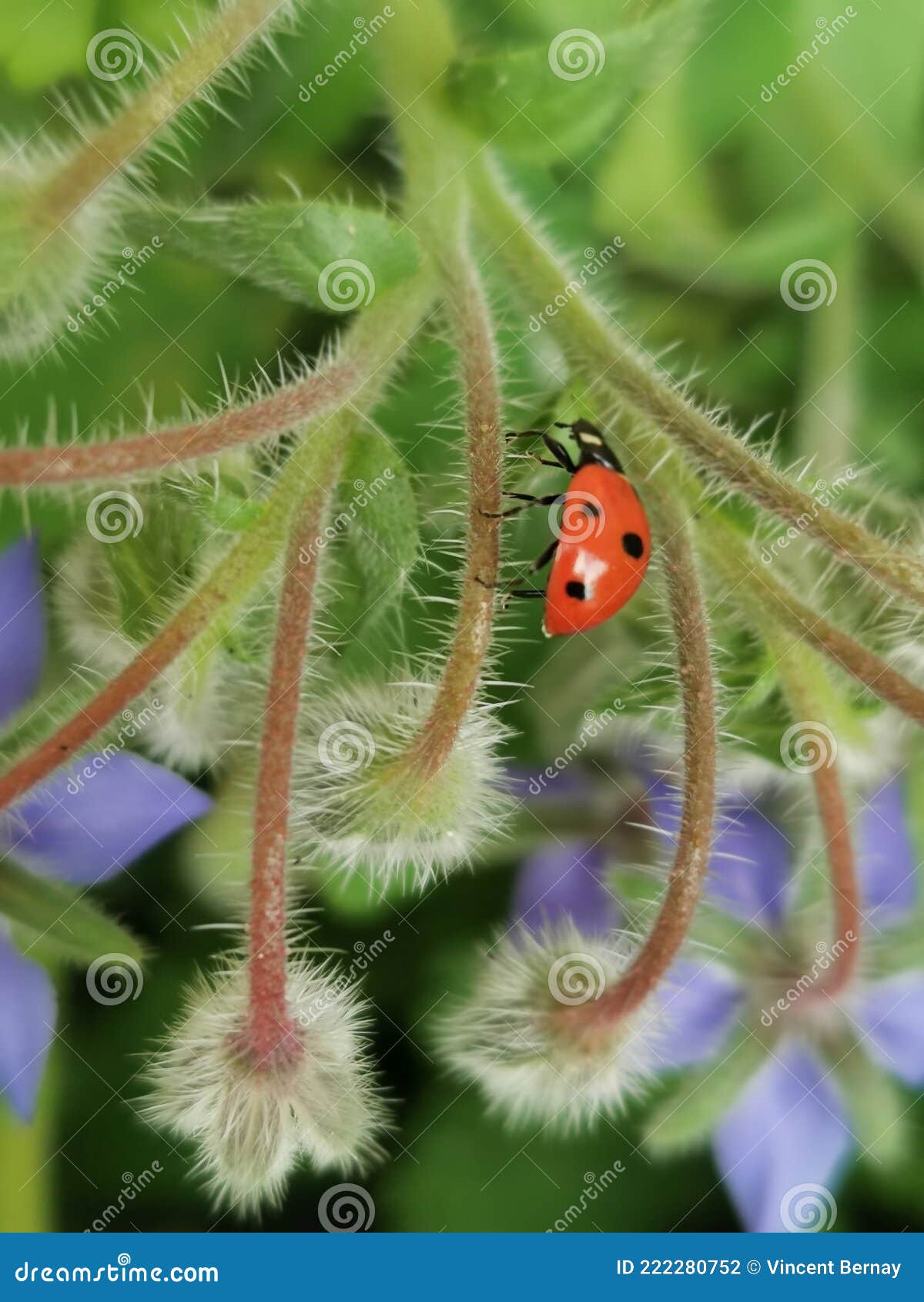 A Red and Black Ladybug Climbing Borage Stock Photo - Image of black ...