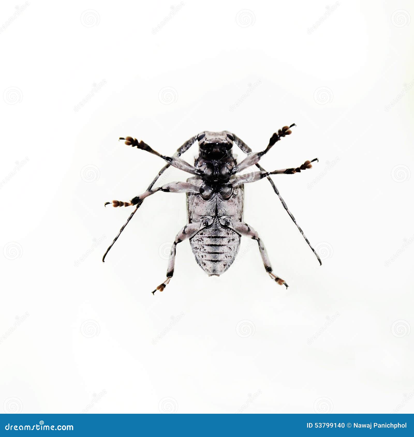Insect View from Beneath on White Background Stock Photo - Image of ...