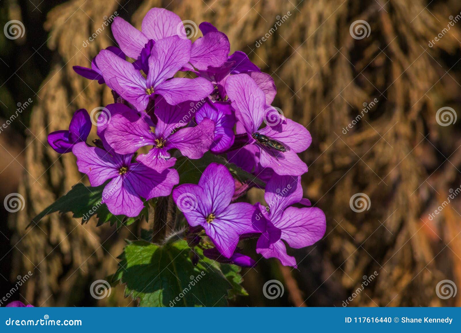 Insect Visiting Purple Flowers Stock Photo - Image of botany, flower ...