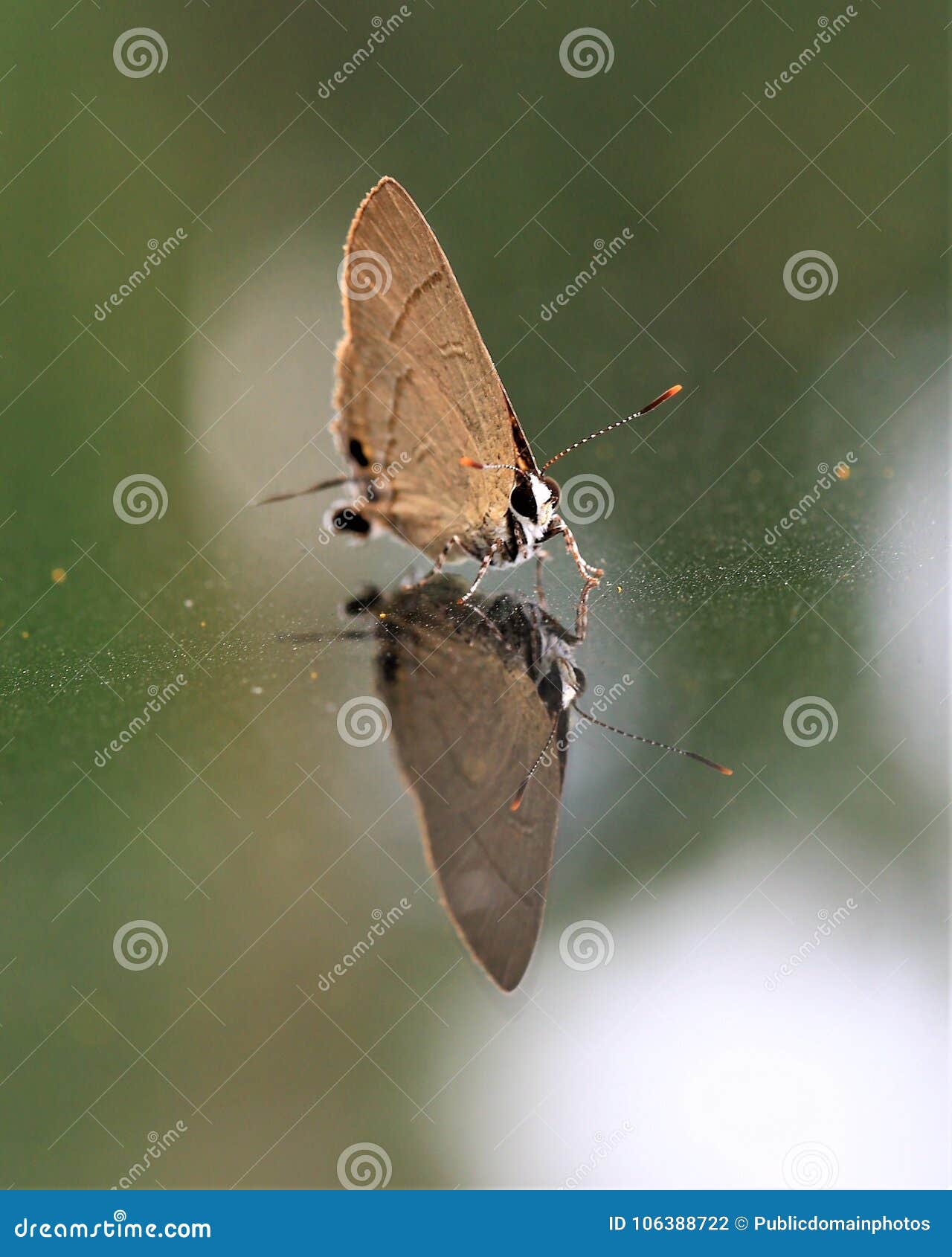 Insect, Vlinder, Motten En Vlinders, Lycaenid Picture. Image: 106388722