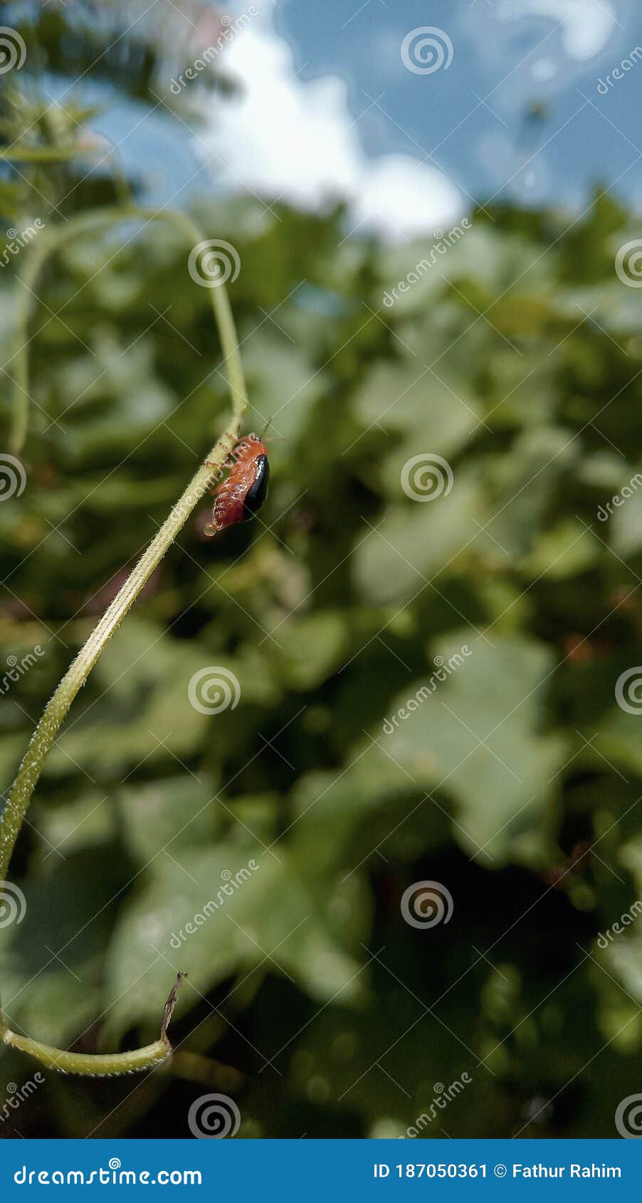 Insect stock image. Image of insect, plant, arthropod - 187050361