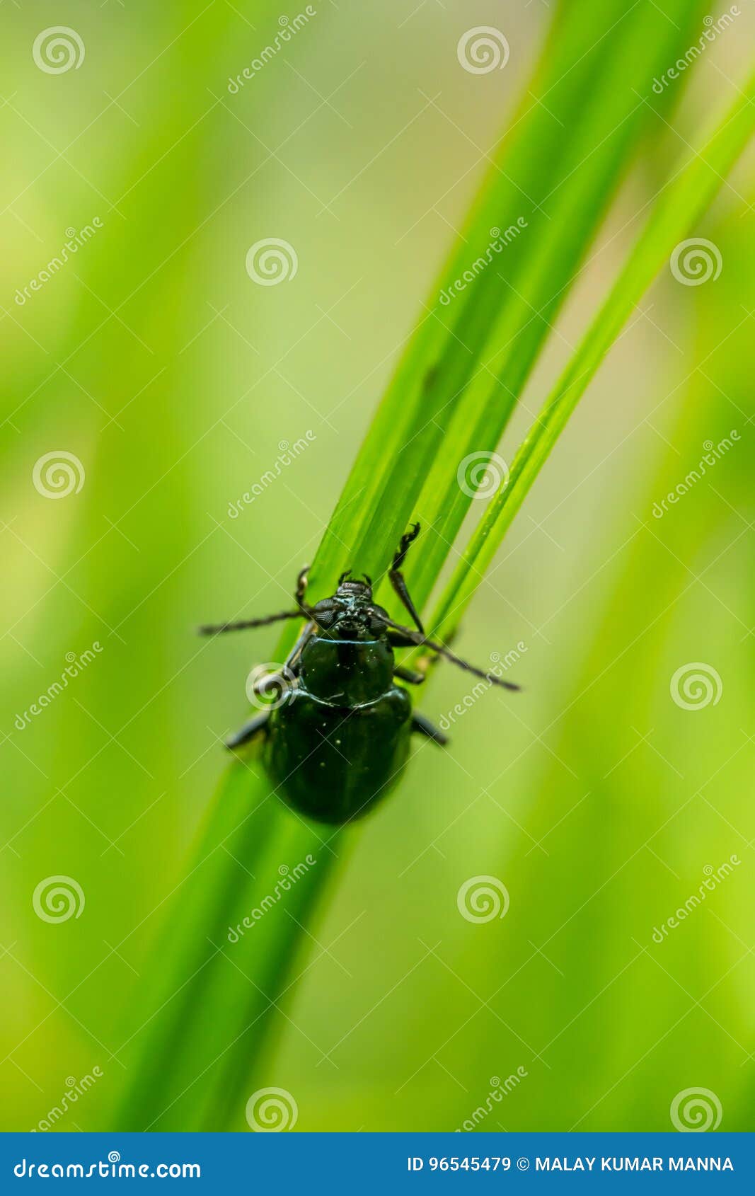 Insect walk stock image. Image of black, walking, walk - 96545479