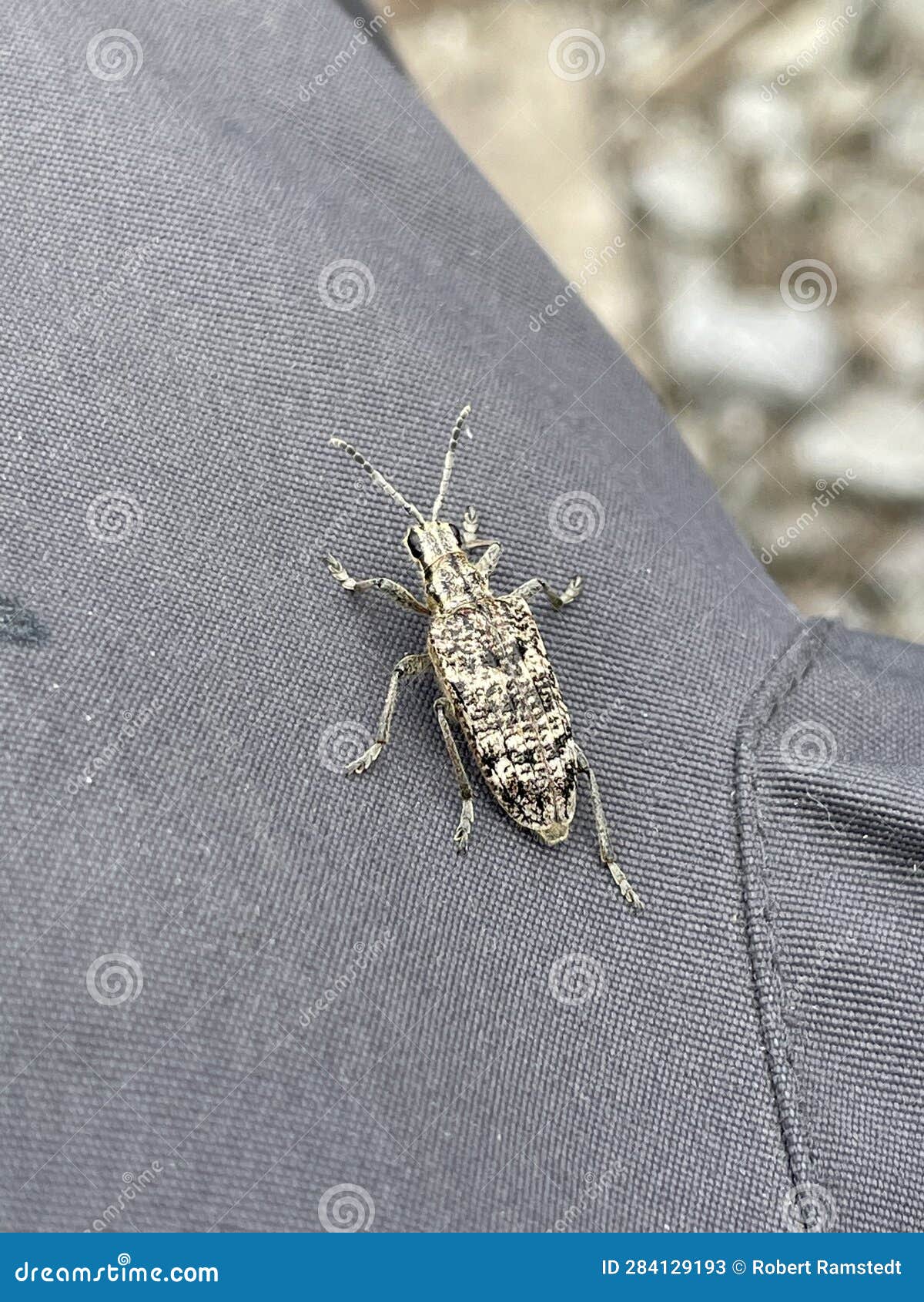 Insect stock image. Image of arthropod, cloth, walking - 284129193