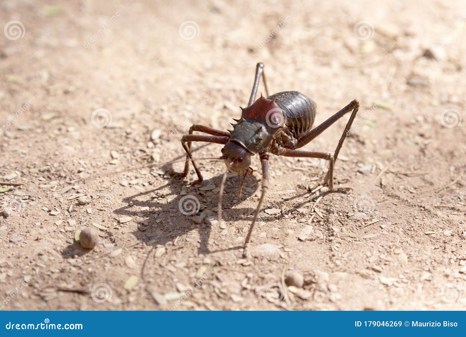 An Insect is Walking in the Desert Stock Image - Image of namibia ...