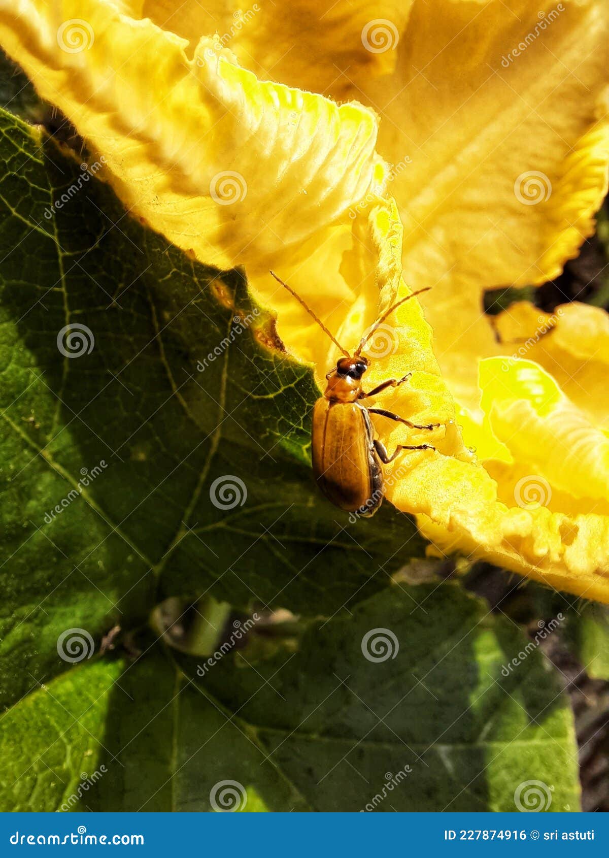 An Insect Walking on a Flower Stock Photo - Image of insect, green ...