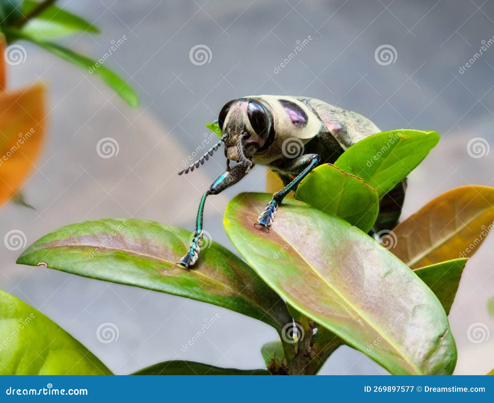 Insect Walking on a Green Leaf Stock Image - Image of large, garden ...