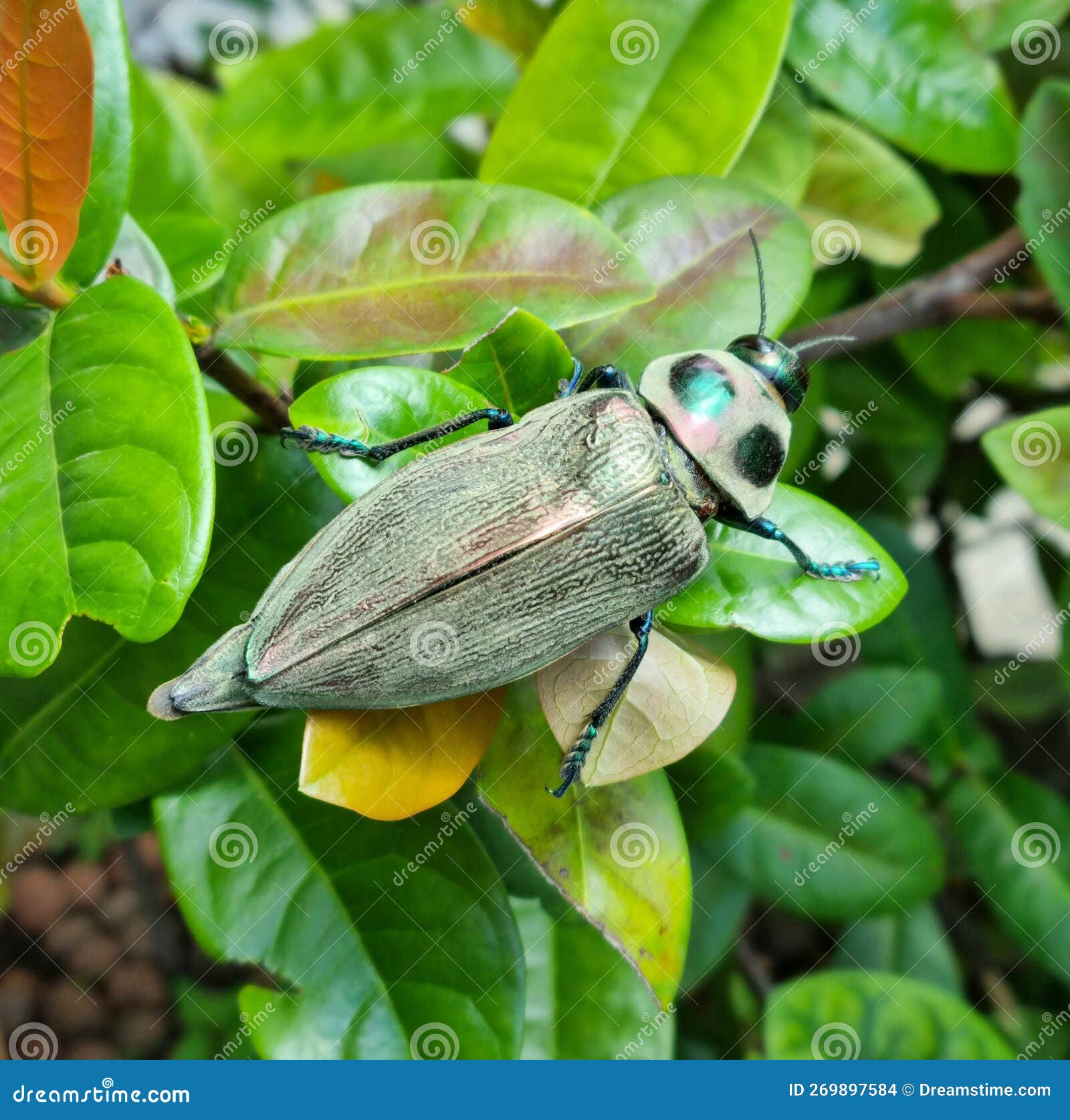 Insect Walking on a Green Leaf Stock Photo - Image of insect, nature ...