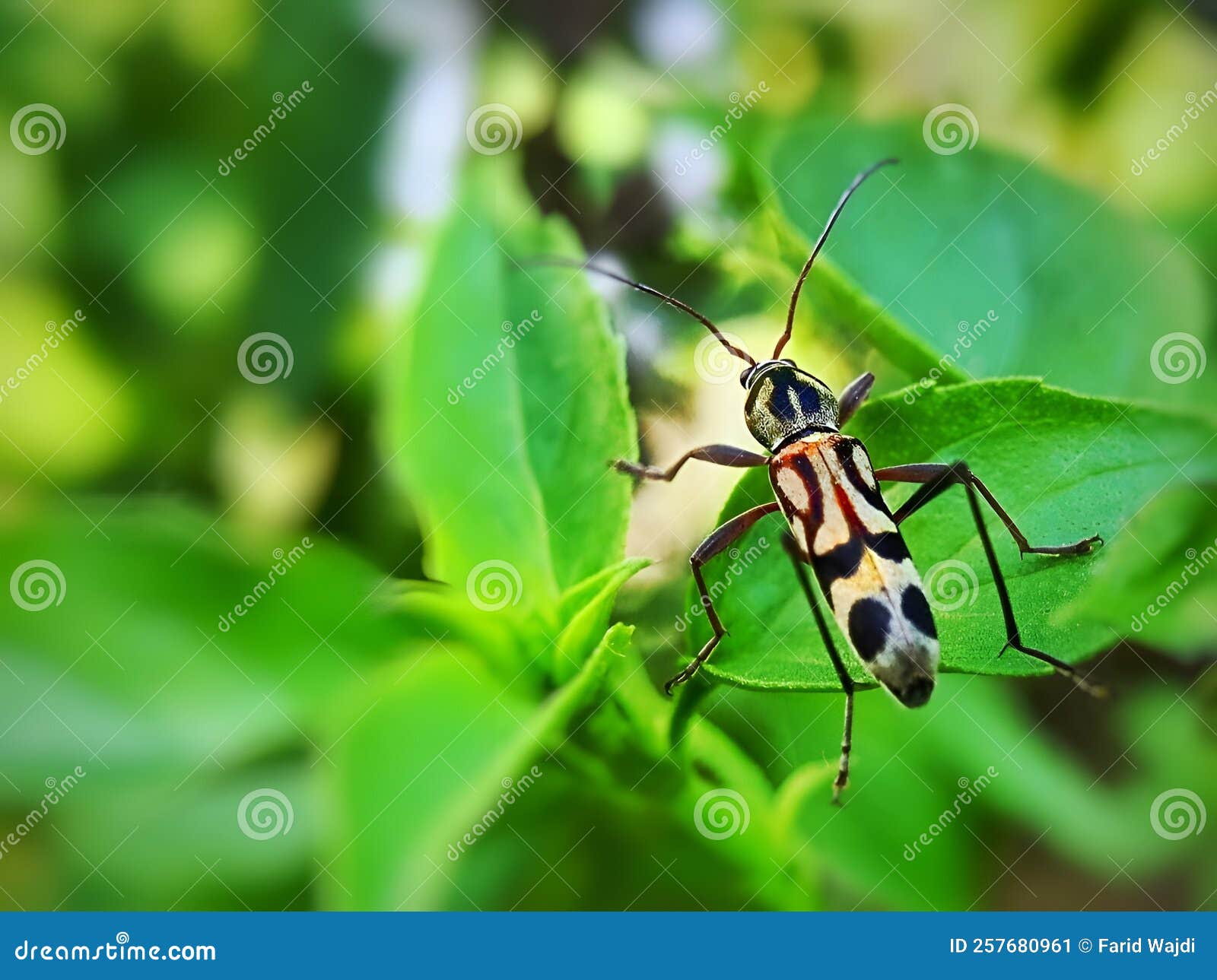 An Insect is Walking on the Leaves Stock Image - Image of icon, beetle ...