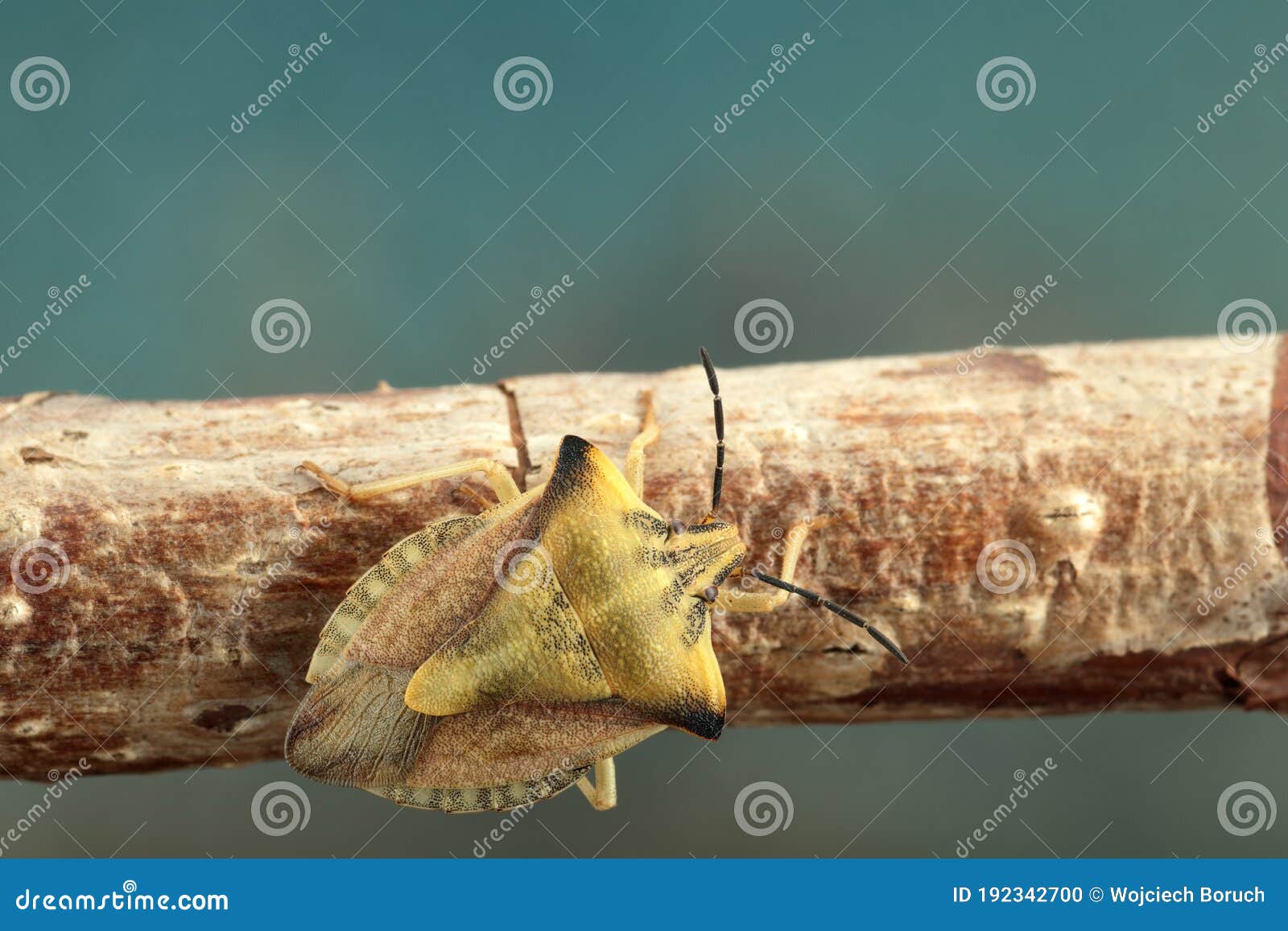 Insect walking on a twig stock photo. Image of animal - 192342700