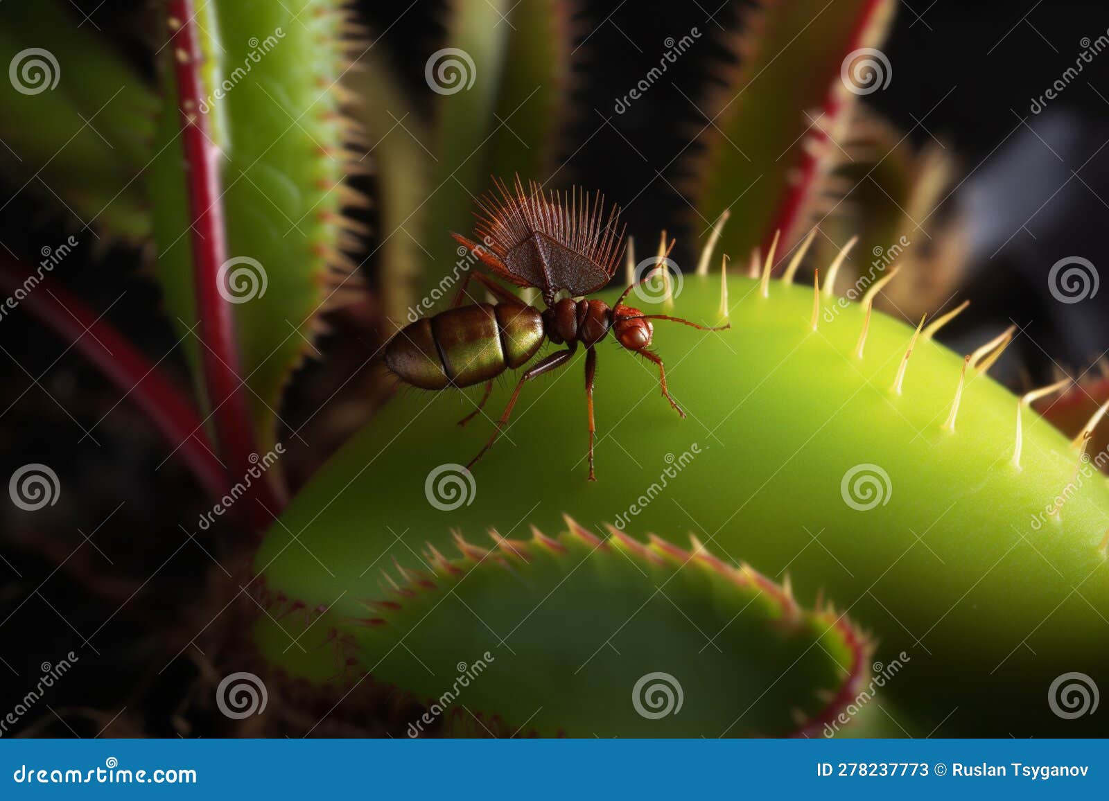 Insect Walks on a Venus Flytrap Leaf Next To an Opening Trap ...