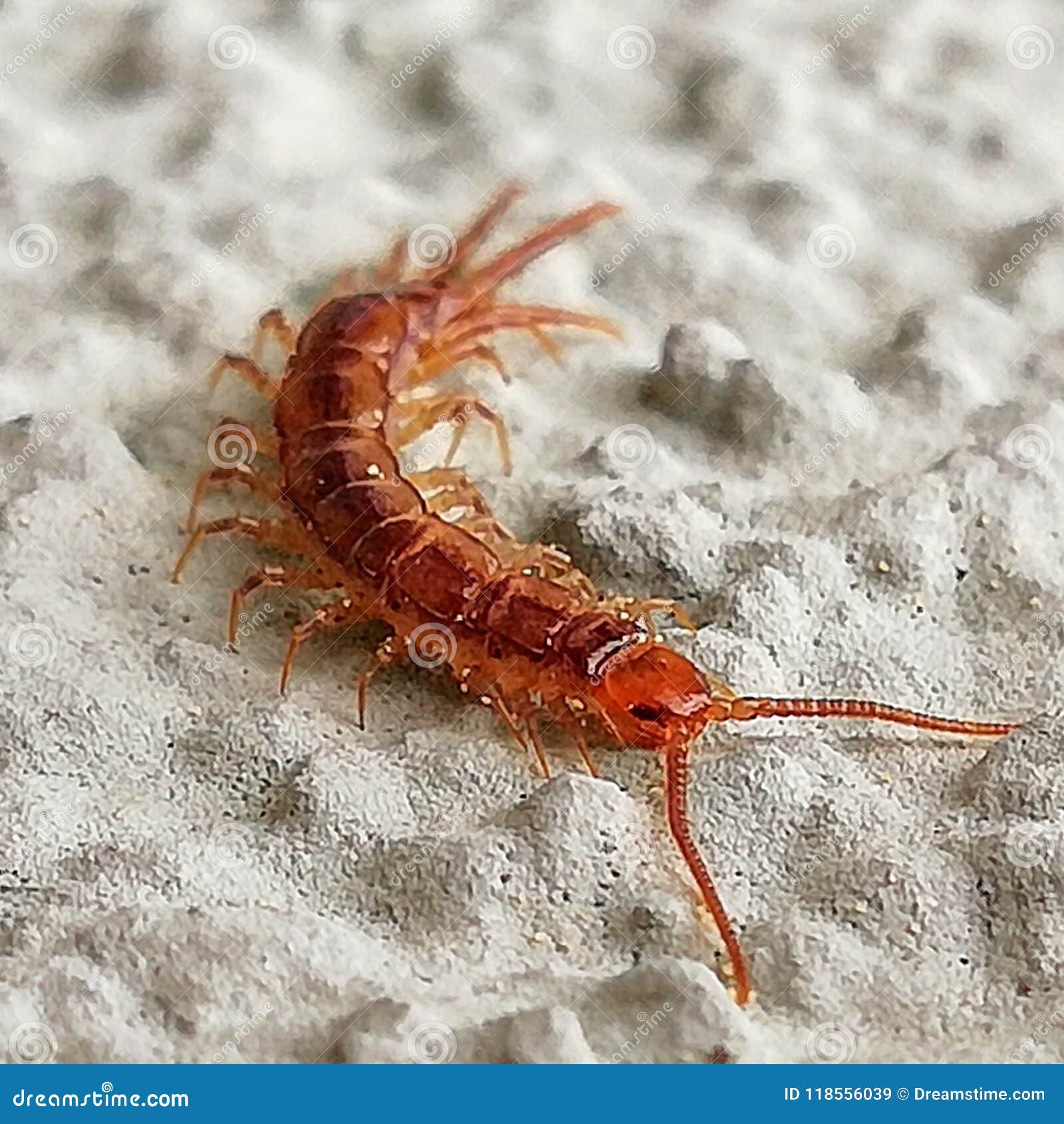 Insect on the Wall stock image. Image of zwickauer, mulde - 118556039