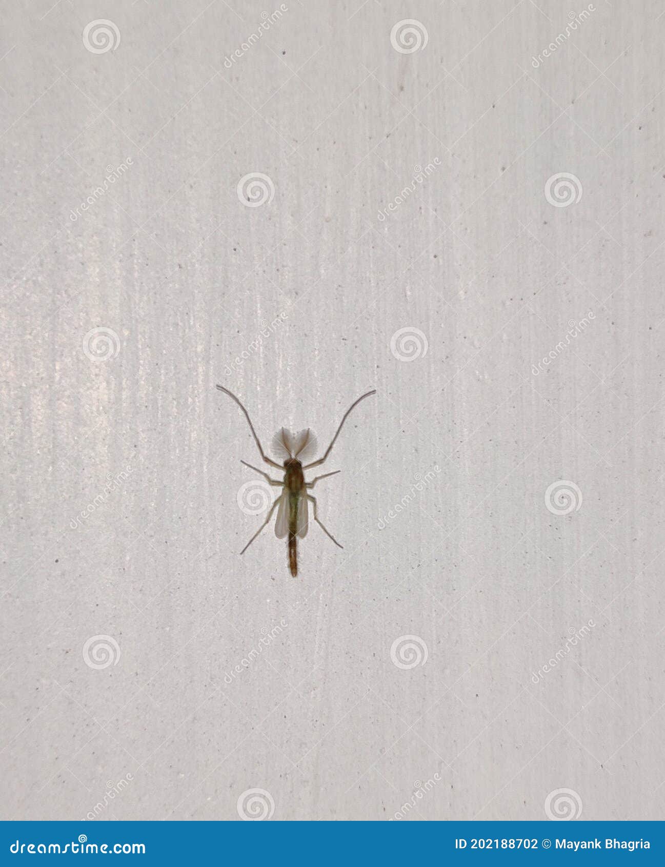 Insect on the wall stock photo. Image of white, invertebrate - 202188702