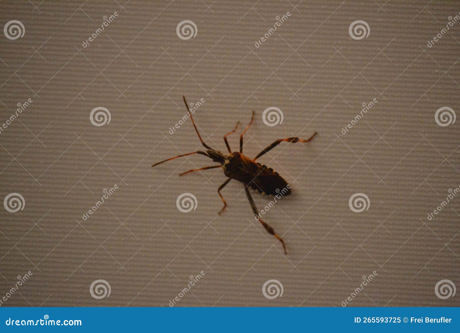 Insect on Wall with Six Legs and Tentacles Stock Image - Image of macro ...