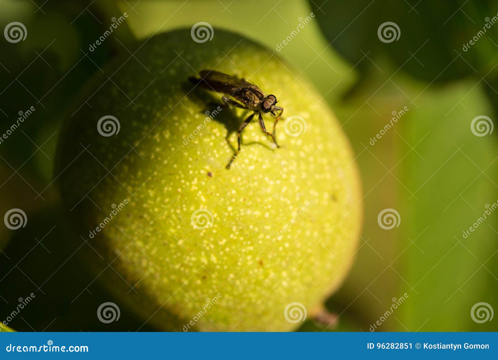 Insect on the walnut stock image. Image of walnut, wild - 96282851