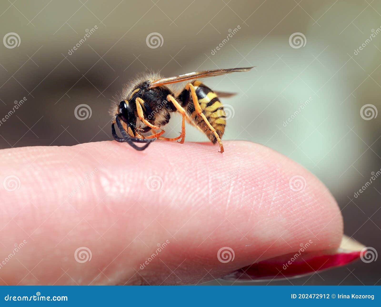 Insect Wasp on a Female Finger Stock Photo - Image of danger, female ...
