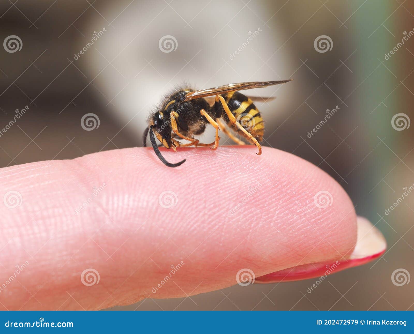 Insect Wasp on a Female Finger Stock Image - Image of attention, close ...