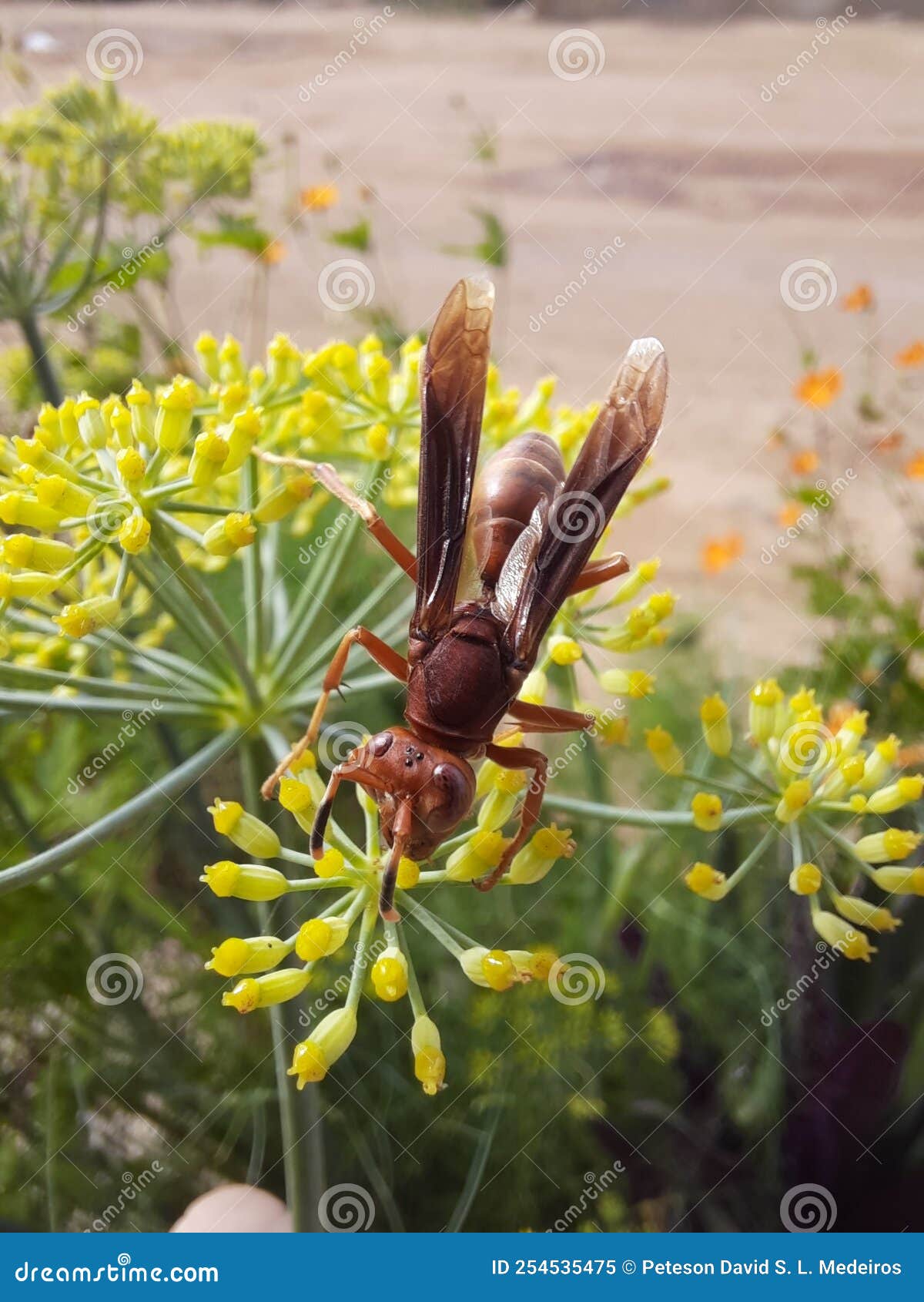 Insect & X28;wasp& X29; on Flower, Pollination Stock Image - Image of ...
