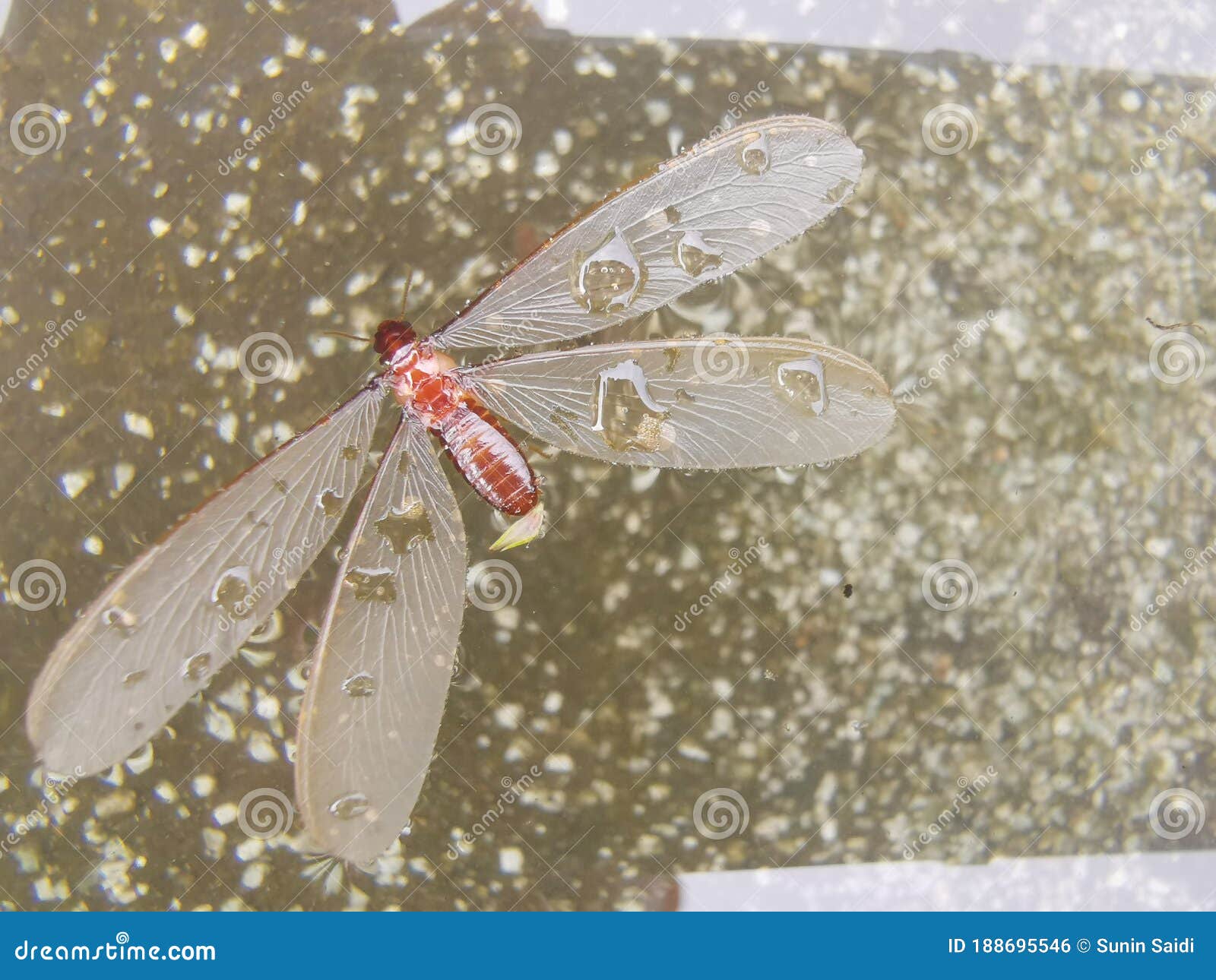 An insect on water. stock photo. Image of wings, drown - 188695546