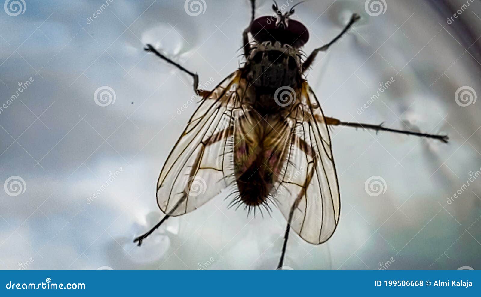 Insect in water stock photo. Image of wing, dragonfly - 199506668