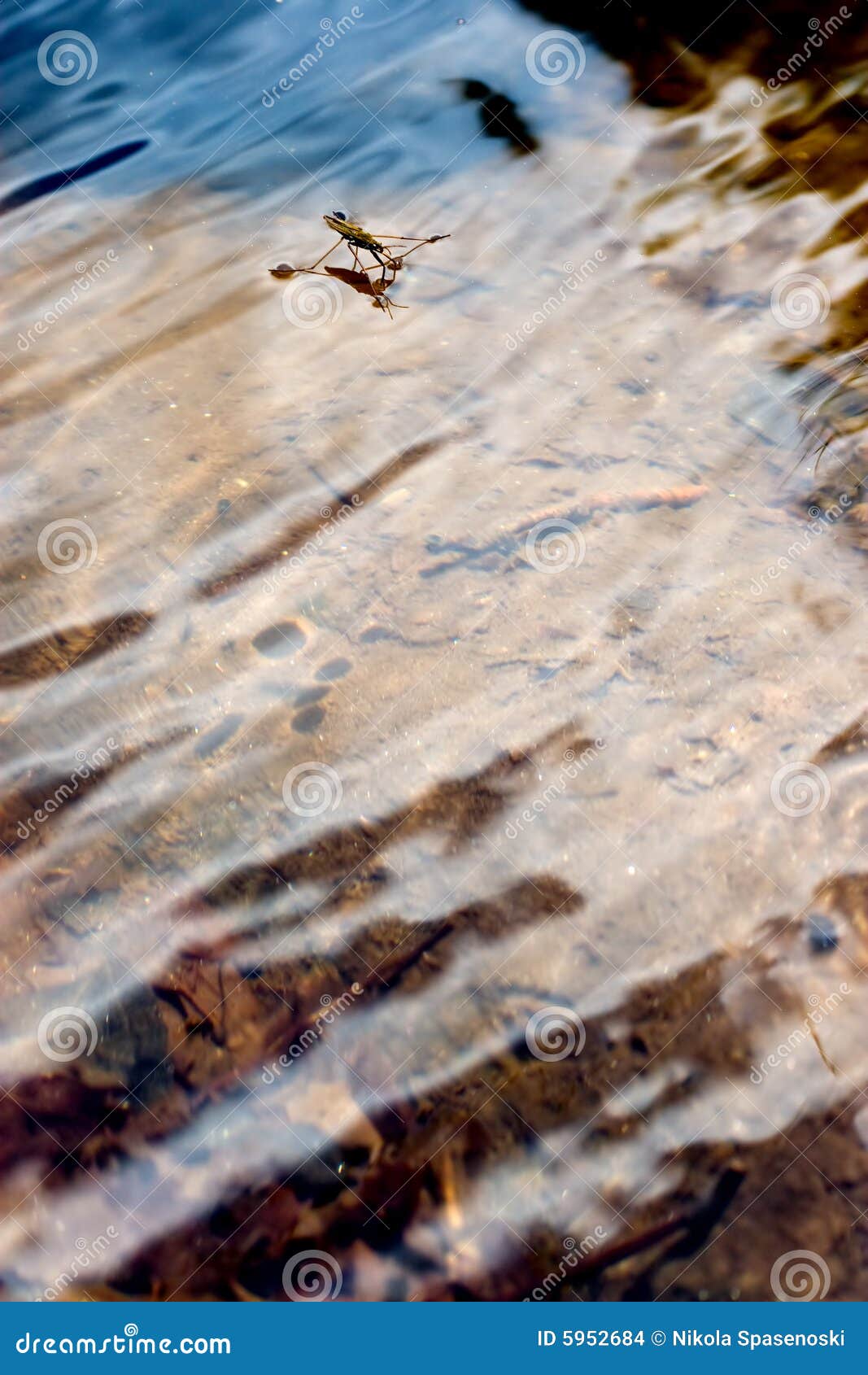 Insect on water stock photo. Image of reflection, spider - 5952684