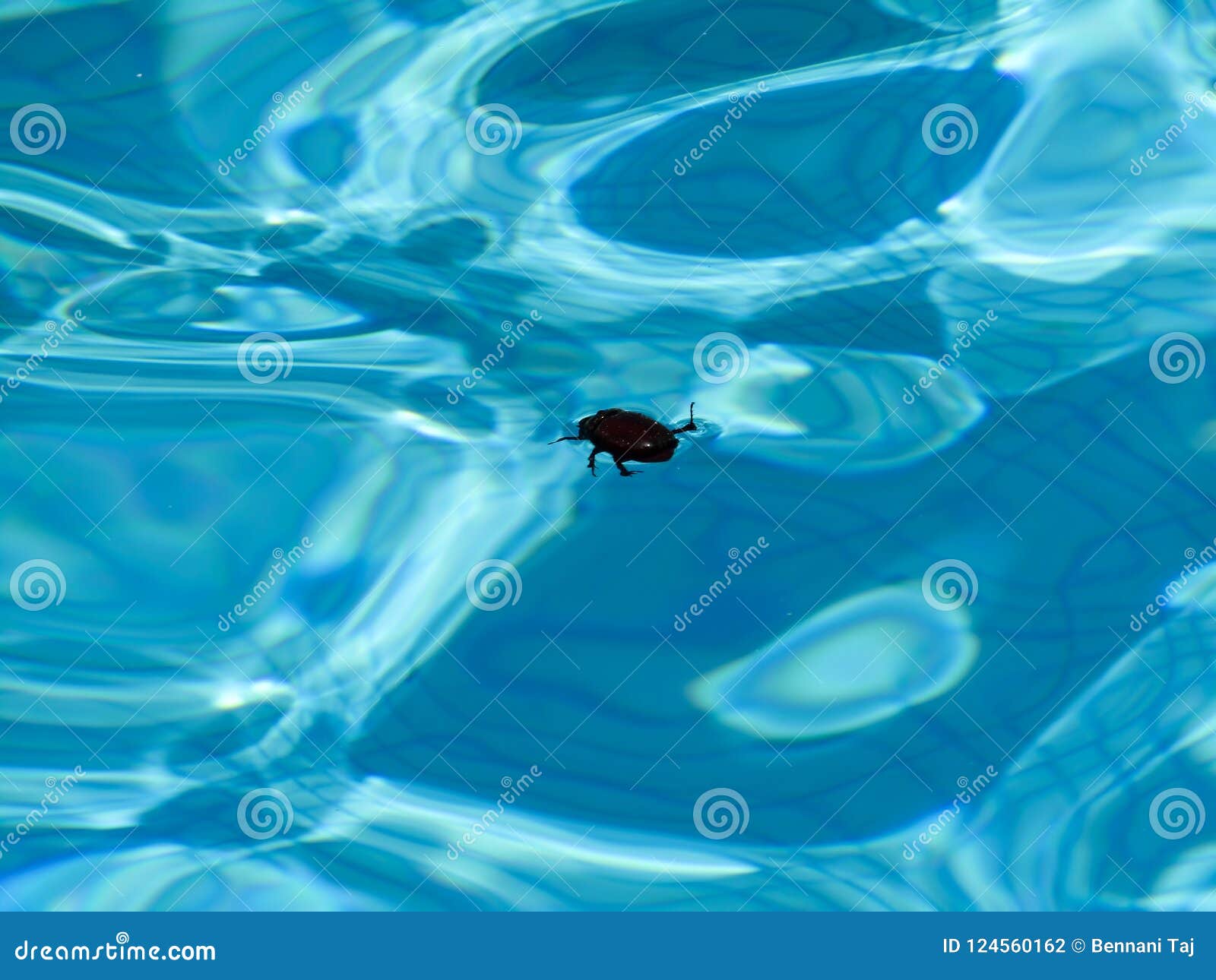 Insect in the water stock photo. Image of insect, feed - 124560162
