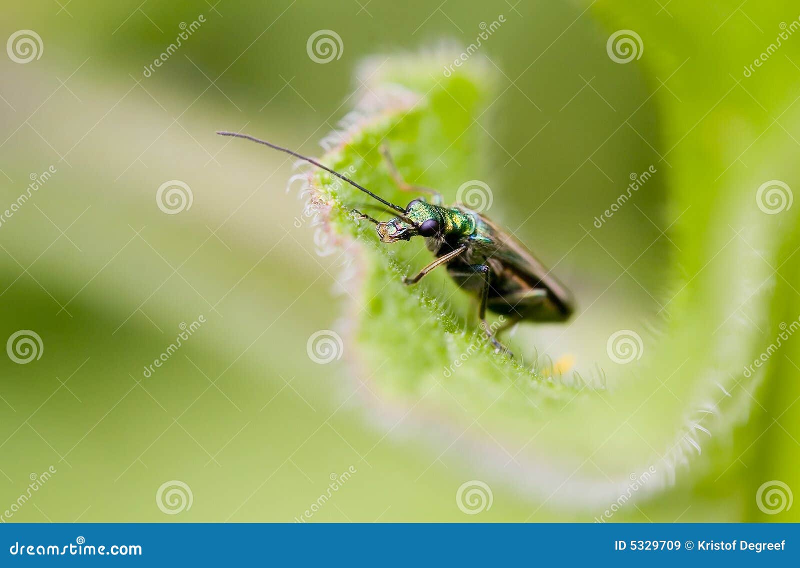 Insect in a wave stock image. Image of black, blue, colorful - 5329709