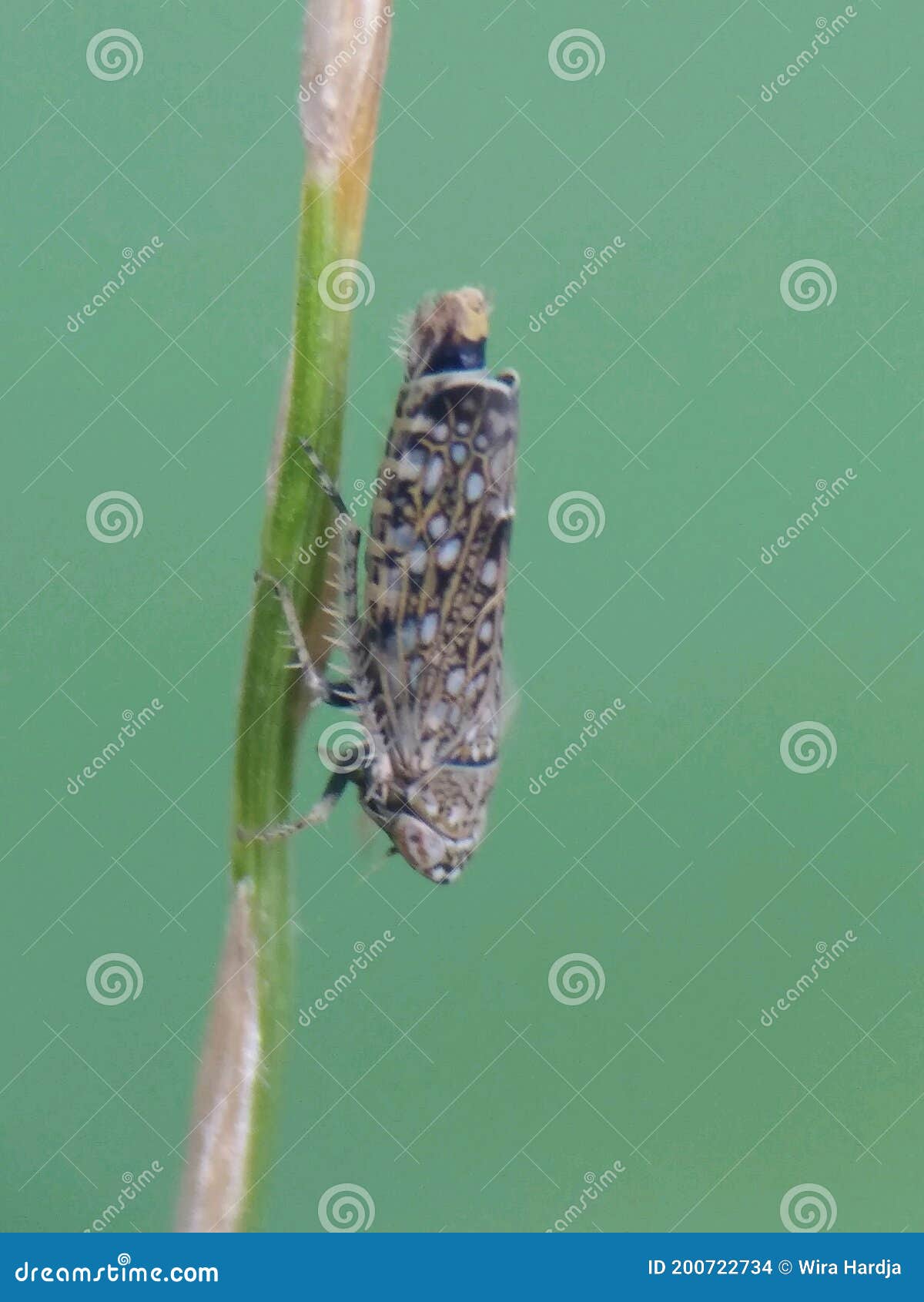 Insect were running down stock photo. Image of wildlife - 200722734