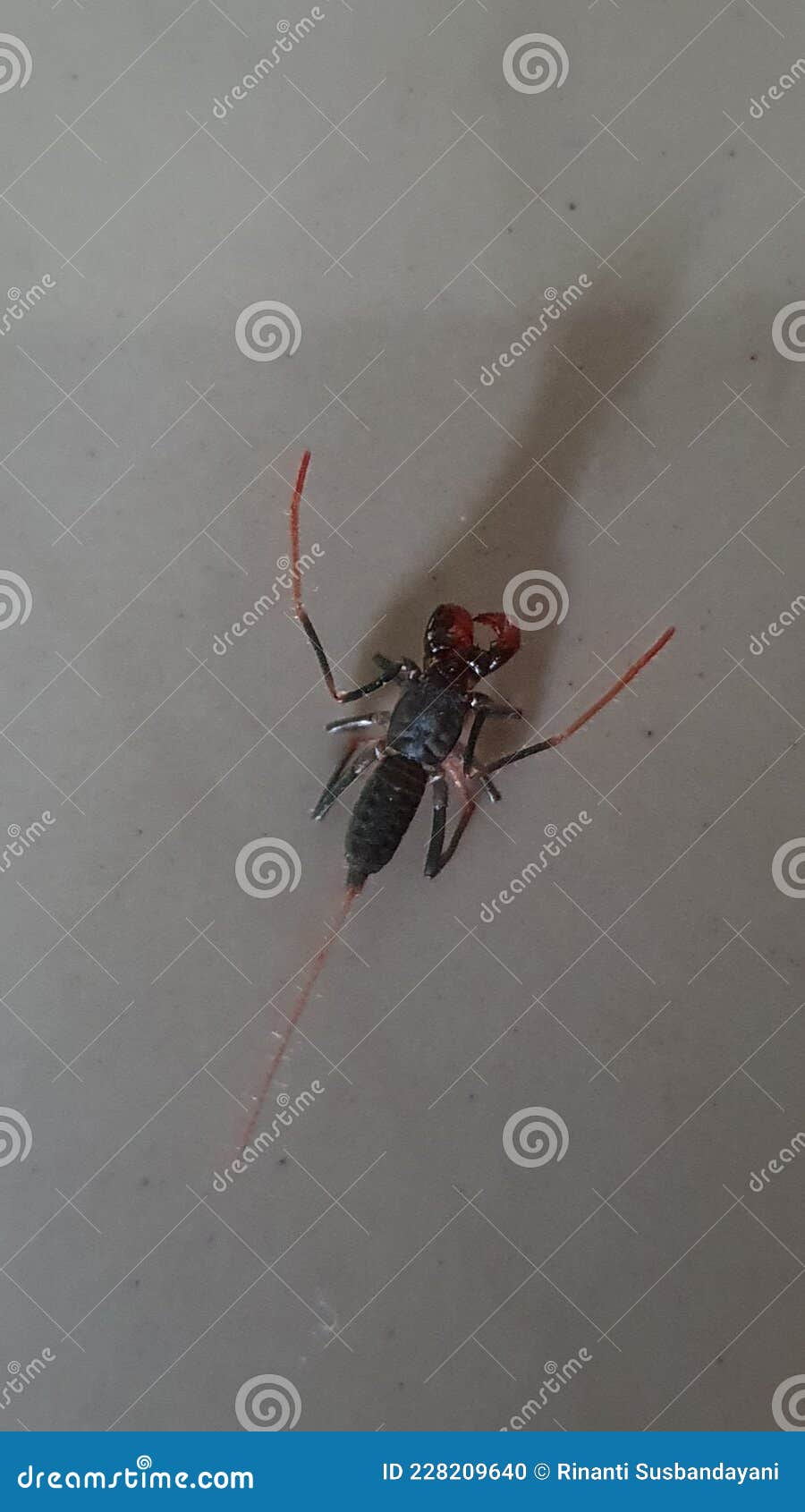 Insect - whipped scorpion stock photo. Image of arthropod - 228209640