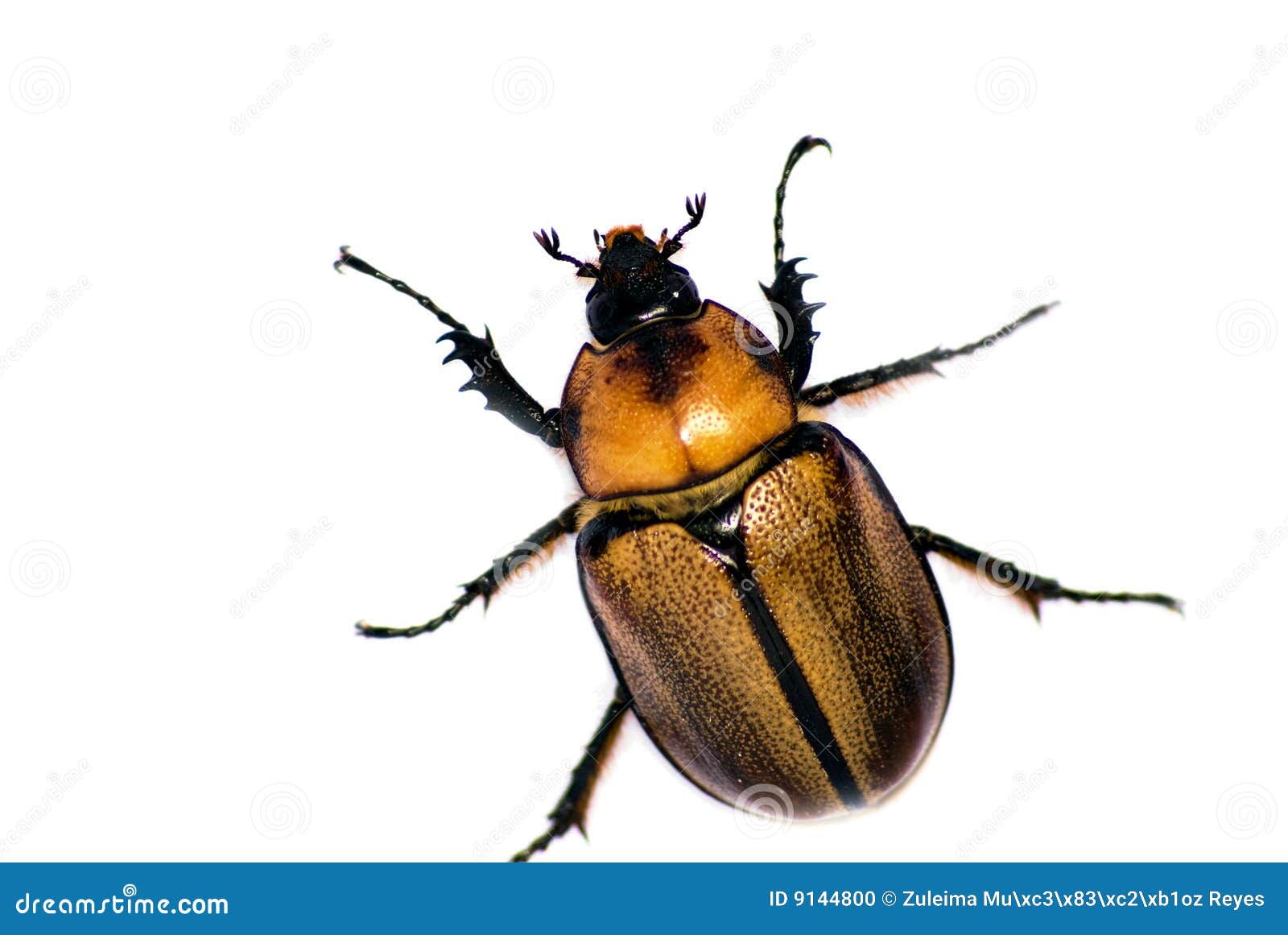 Insect on white stock photo. Image of isolated, insect - 9144800