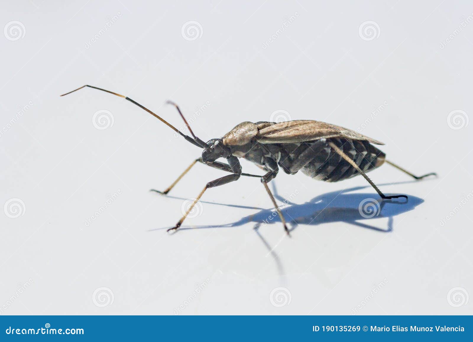 An Insect on a White Background. Macro Photography Stock Image - Image ...