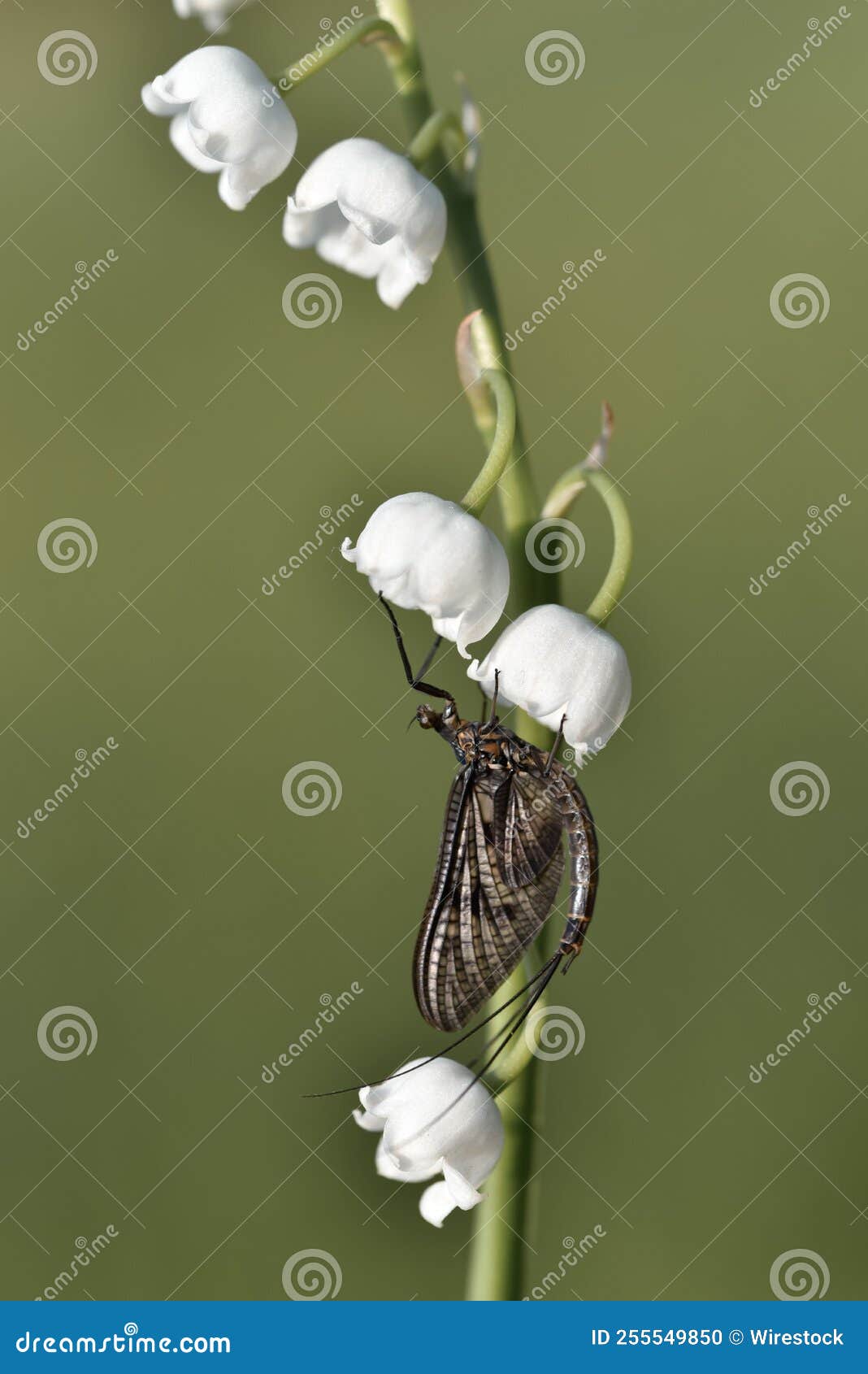 Insect on White Bell Flowers Stock Photo - Image of beautiful, closeup ...