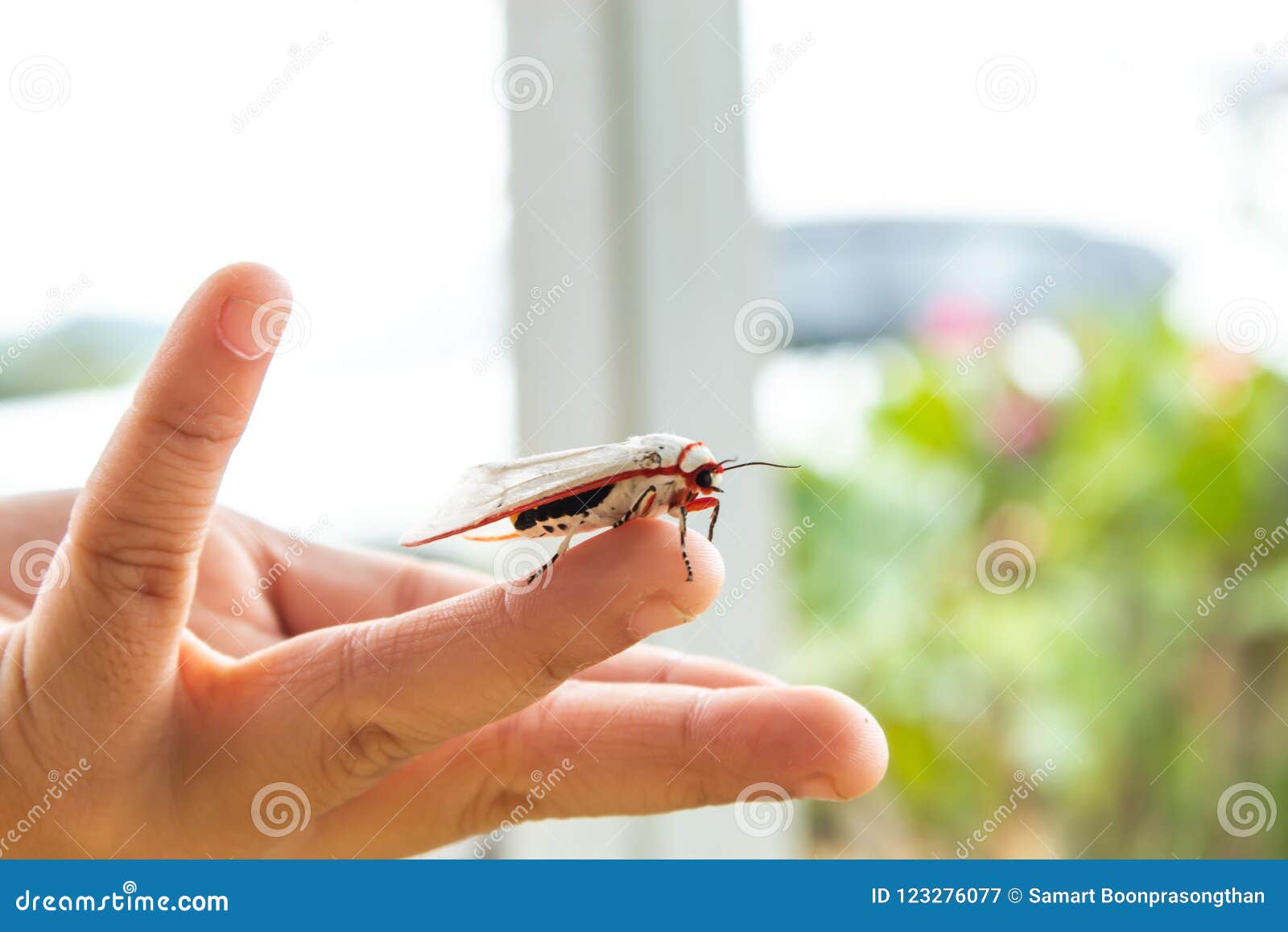 Insect with White Hands on the Boy. Stock Image - Image of child ...