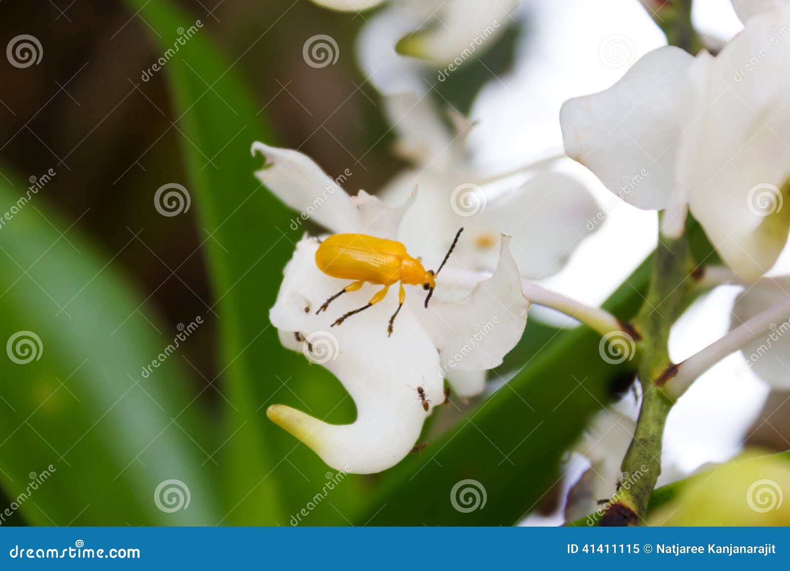 Insect on white orchid stock image. Image of dots, black - 41411115