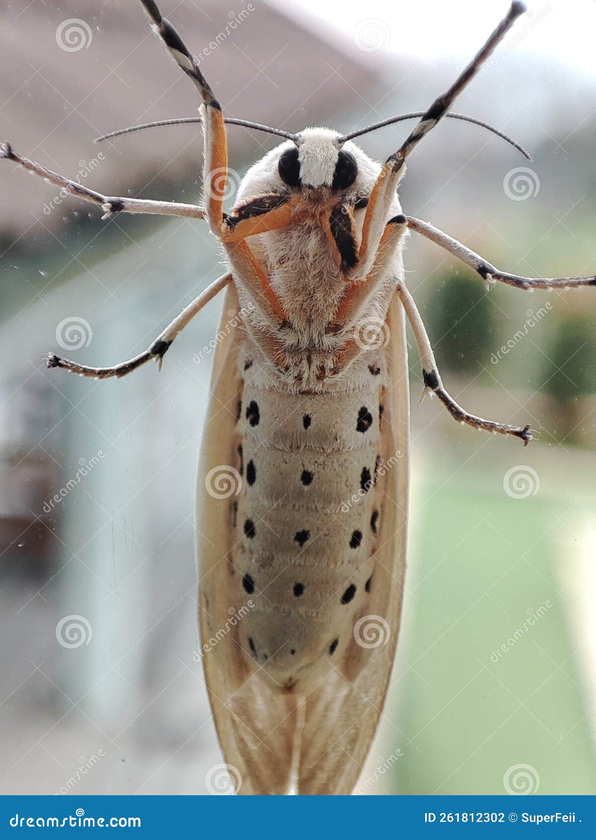 Roy Red Insect On White Bark Tree Stock Image | CartoonDealer.com #89152195