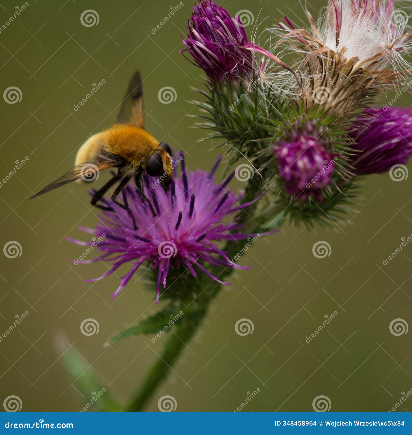BUMBLEBEE stock photo. Image of 6116202427424549, collecting - 348458964