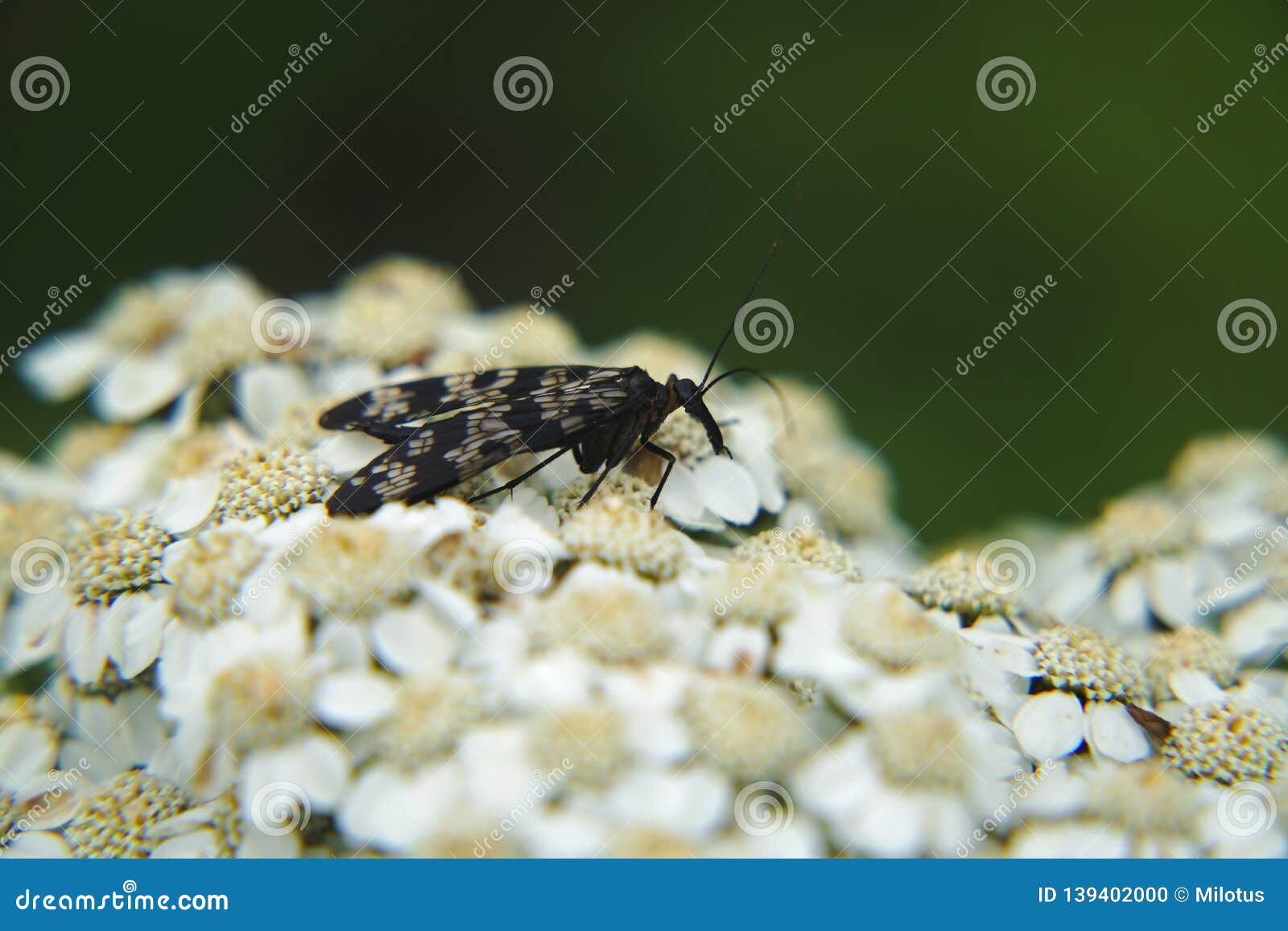 Insect on wildflowers stock photo. Image of wild, space - 139402000