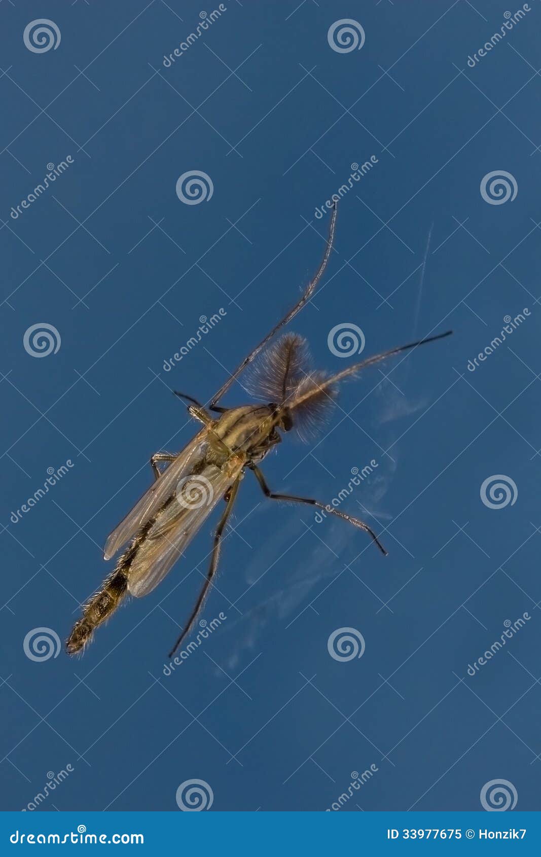 Insect on Window Glass Against Blue Sky Stock Image - Image of legs ...