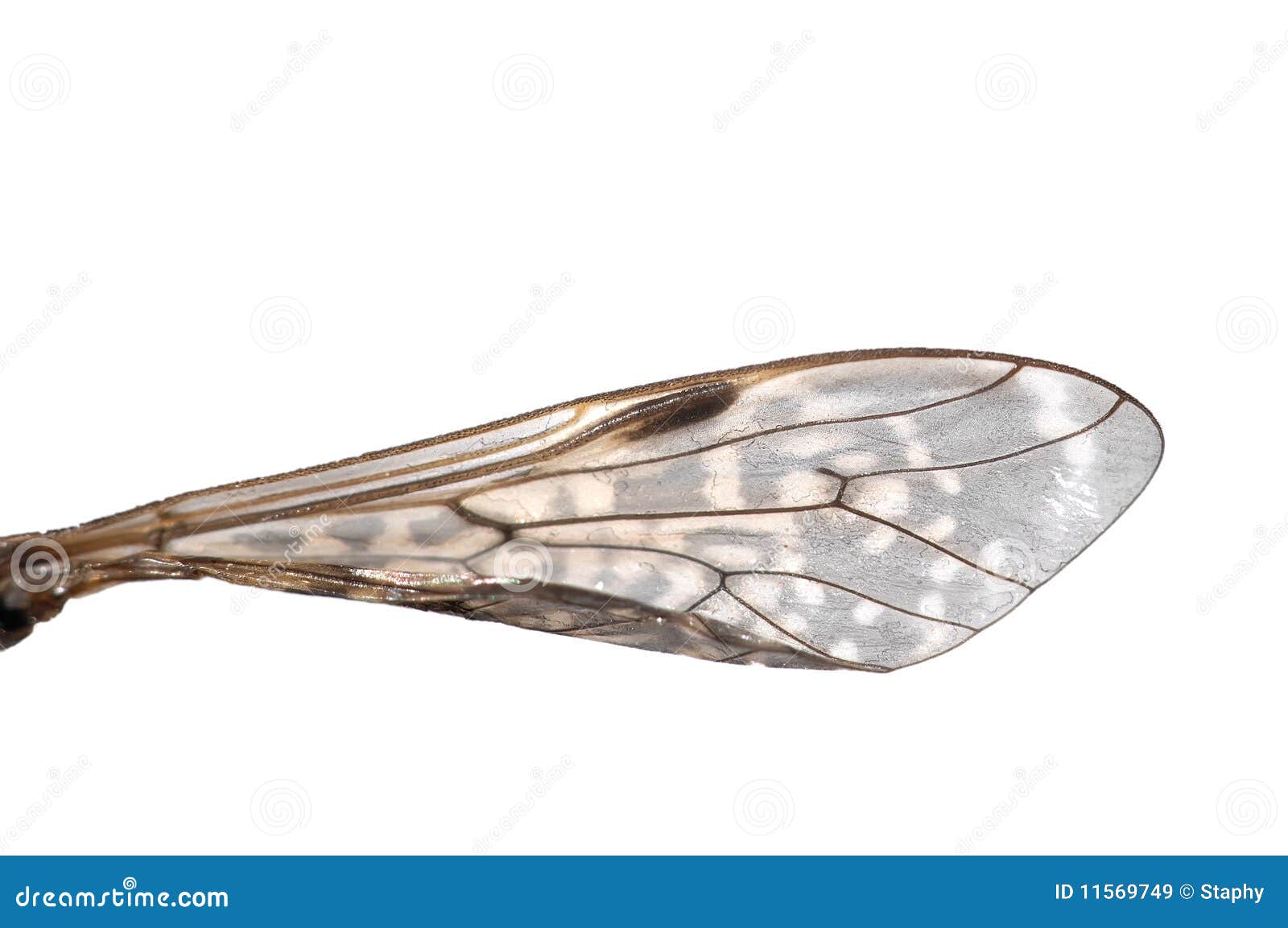 Insect wing stock image. Image of flying, lines, magnify - 11569749