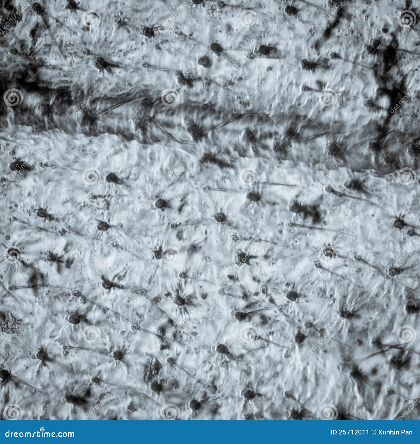 Insect wing detail texture stock image. Image of fauna - 25712011