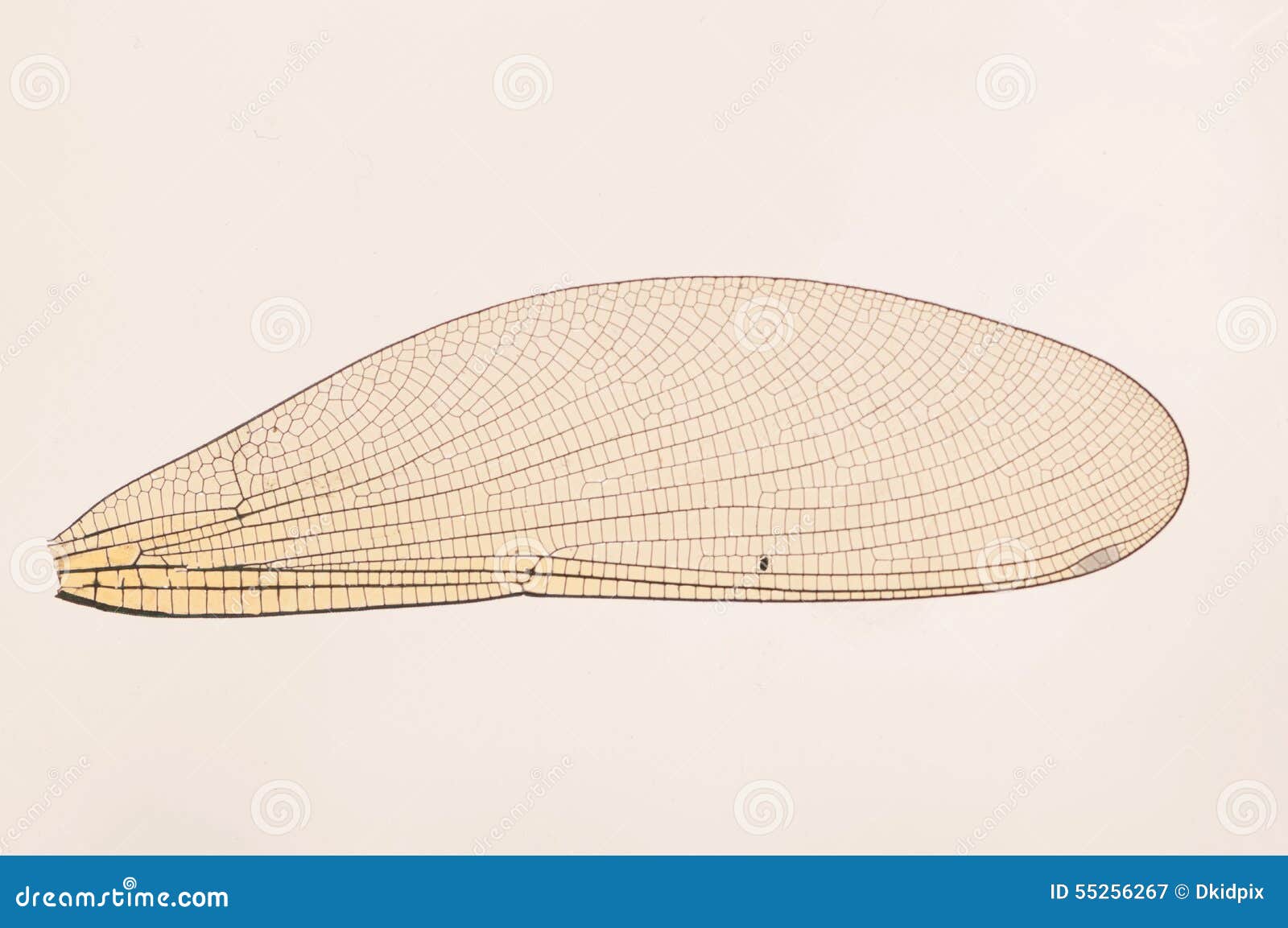 Insect Wing Detail Texture Royalty-Free Stock Photo | CartoonDealer.com ...