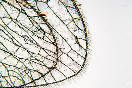 Insect Wing Under Microscope Insect Wing Under Microscope Stock Photo ...