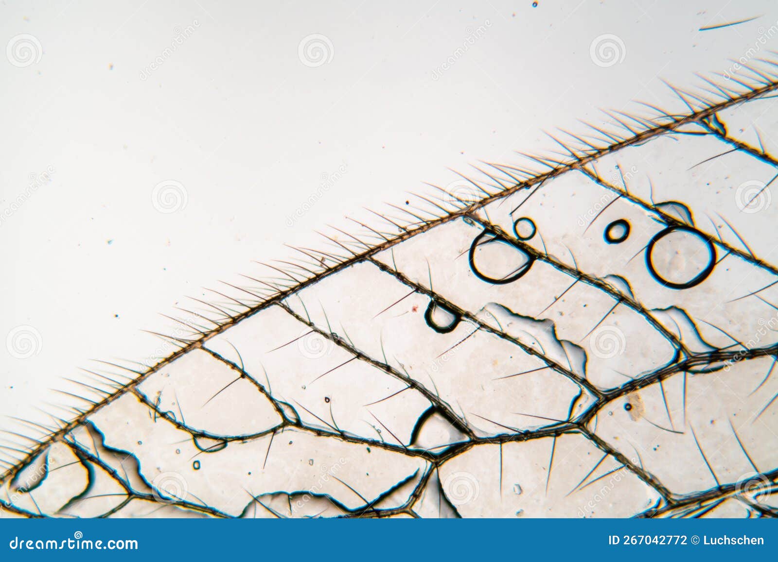 Insect Wing Under Microscope Insect Wing Under Microscope Stock Photo ...