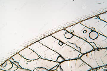 Insect Wing Under Microscope Insect Wing Under Microscope Stock Photo ...