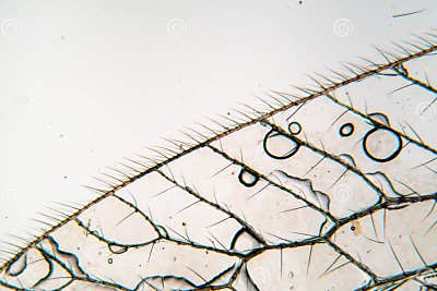 Insect Wing Under Microscope Insect Wing Under Microscope Stock Photo ...